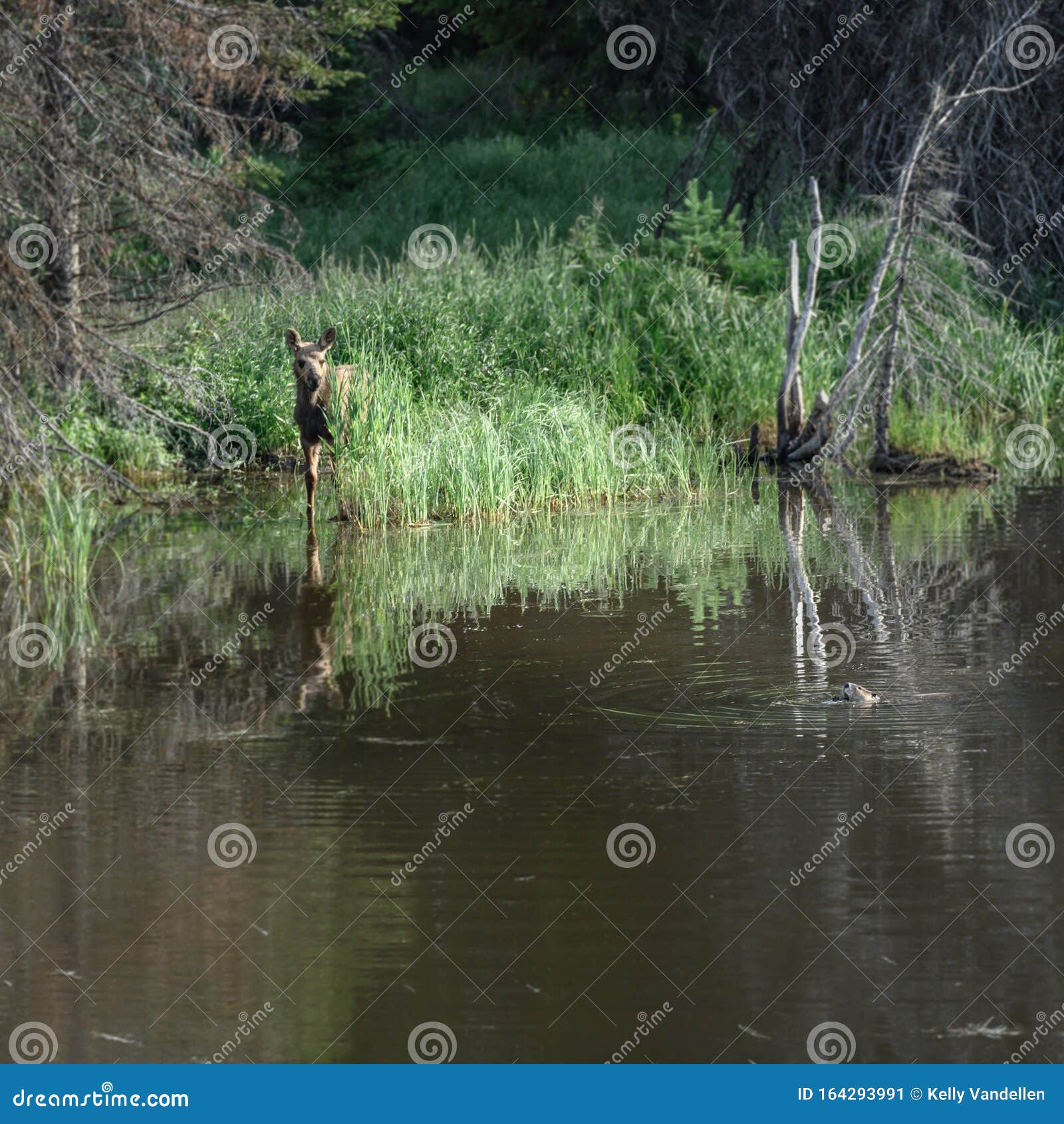 Curious Young Moose is Cautious of Beaver Stock Image - Image of ...