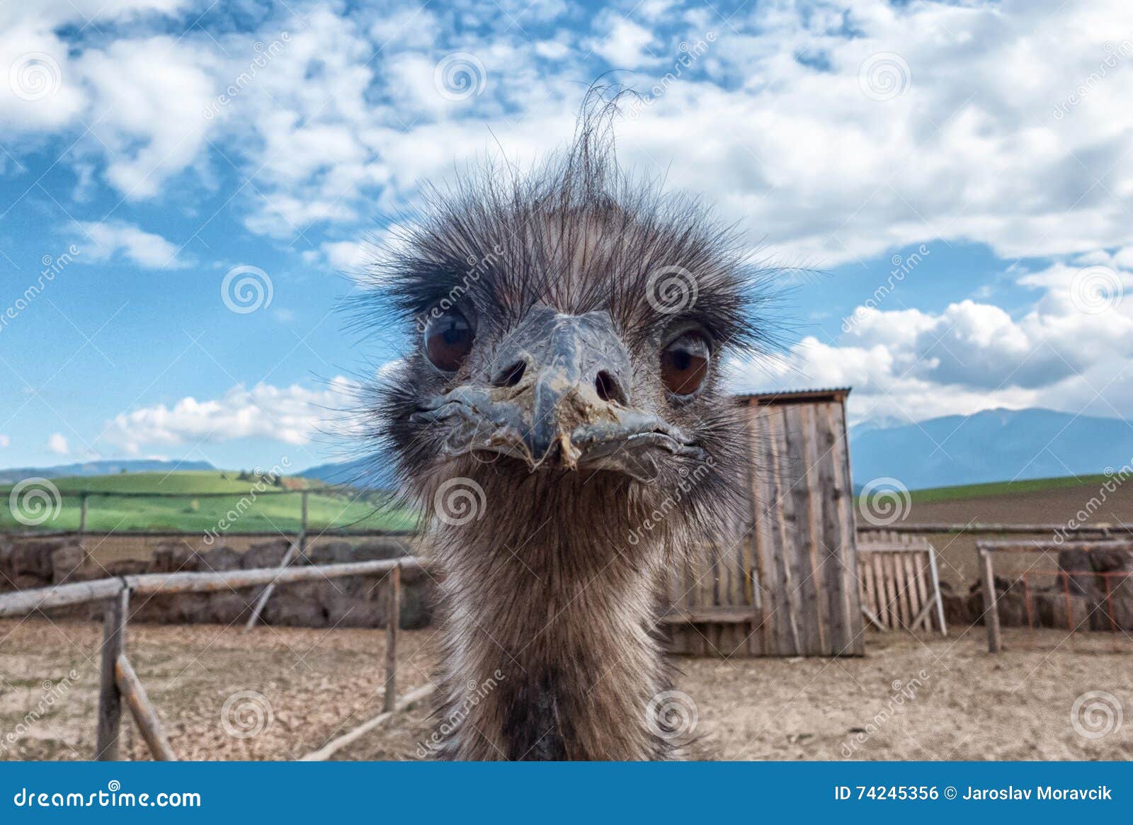 Curious young Ostrich stock photo. Image of prying, mikulas - 74245356