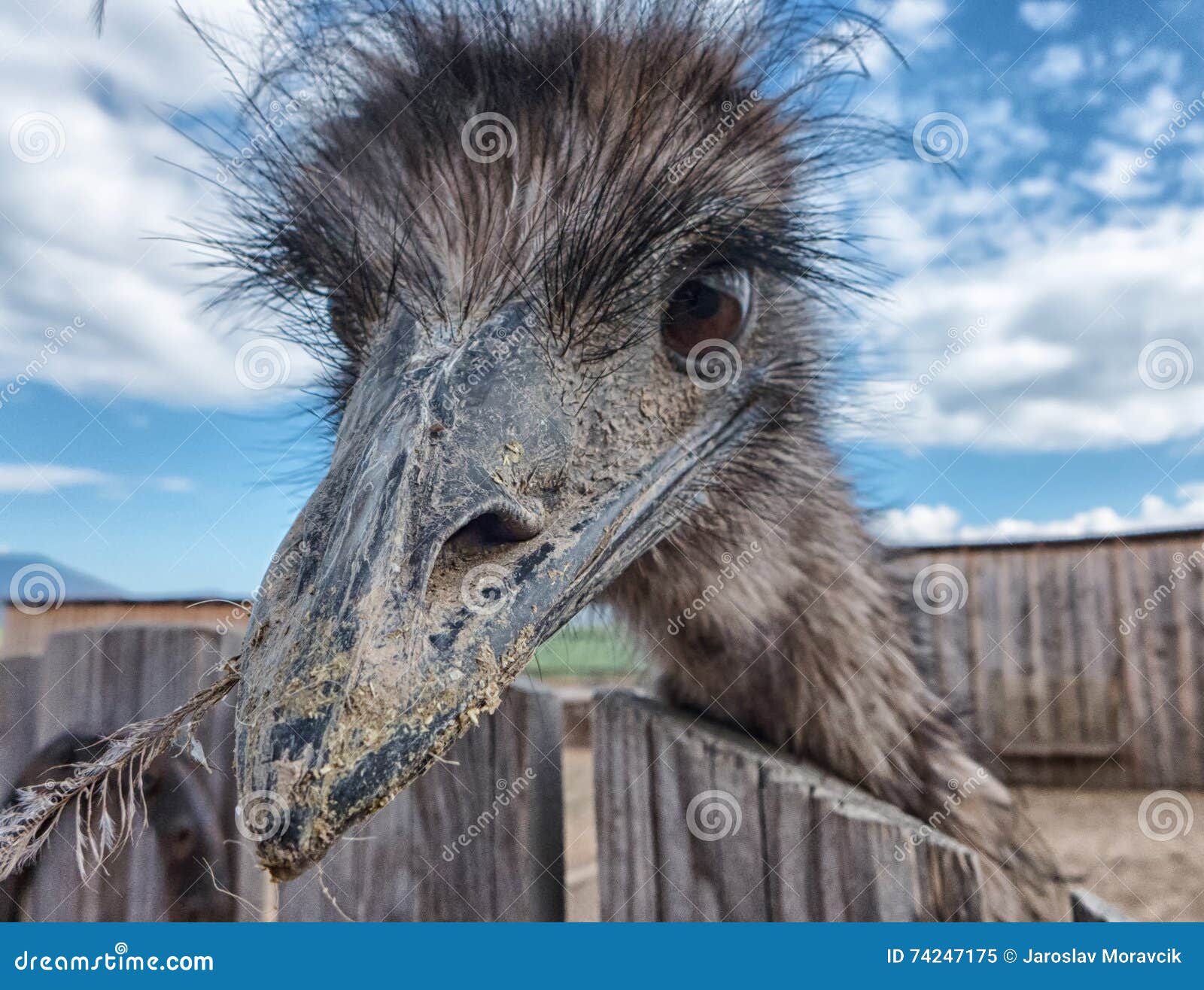 Curious young Ostrich stock image. Image of young, bird - 74247175