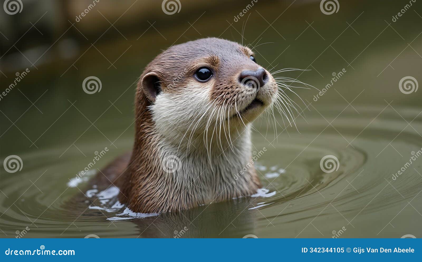Curious Young Otter Peeking Above Water Surface Stock Illustration ...