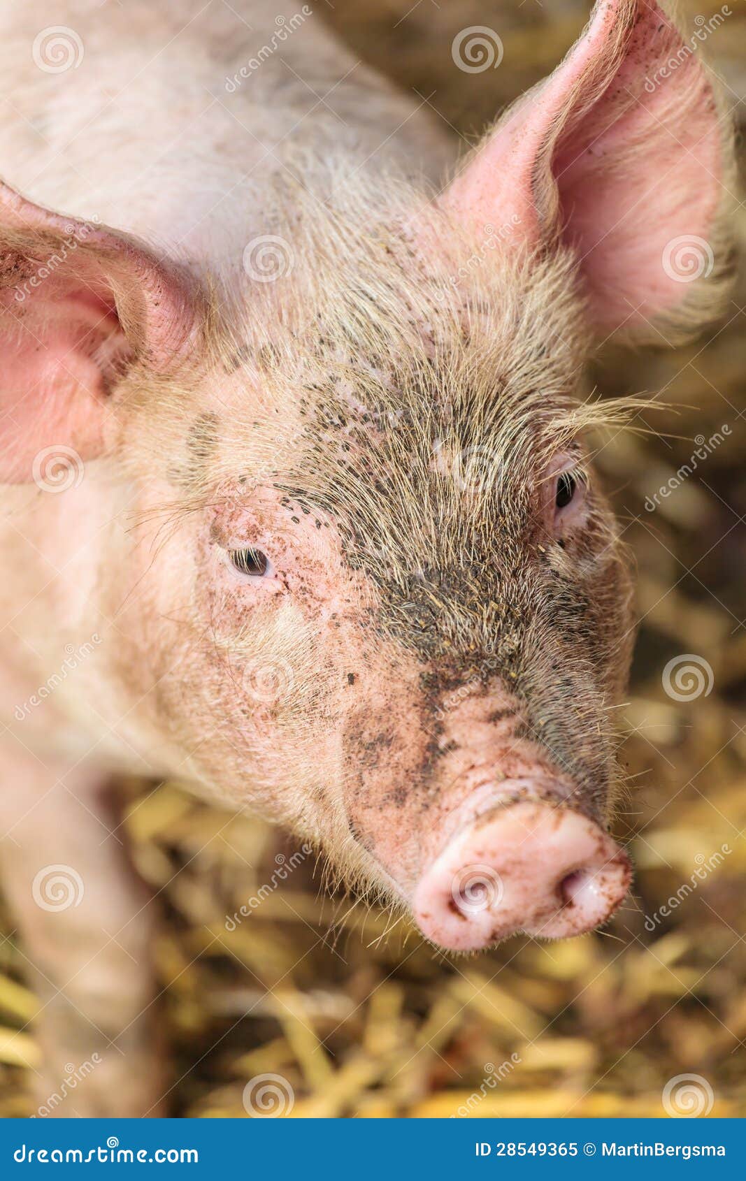 Curious young pig on hay stock image. Image of young - 28549365