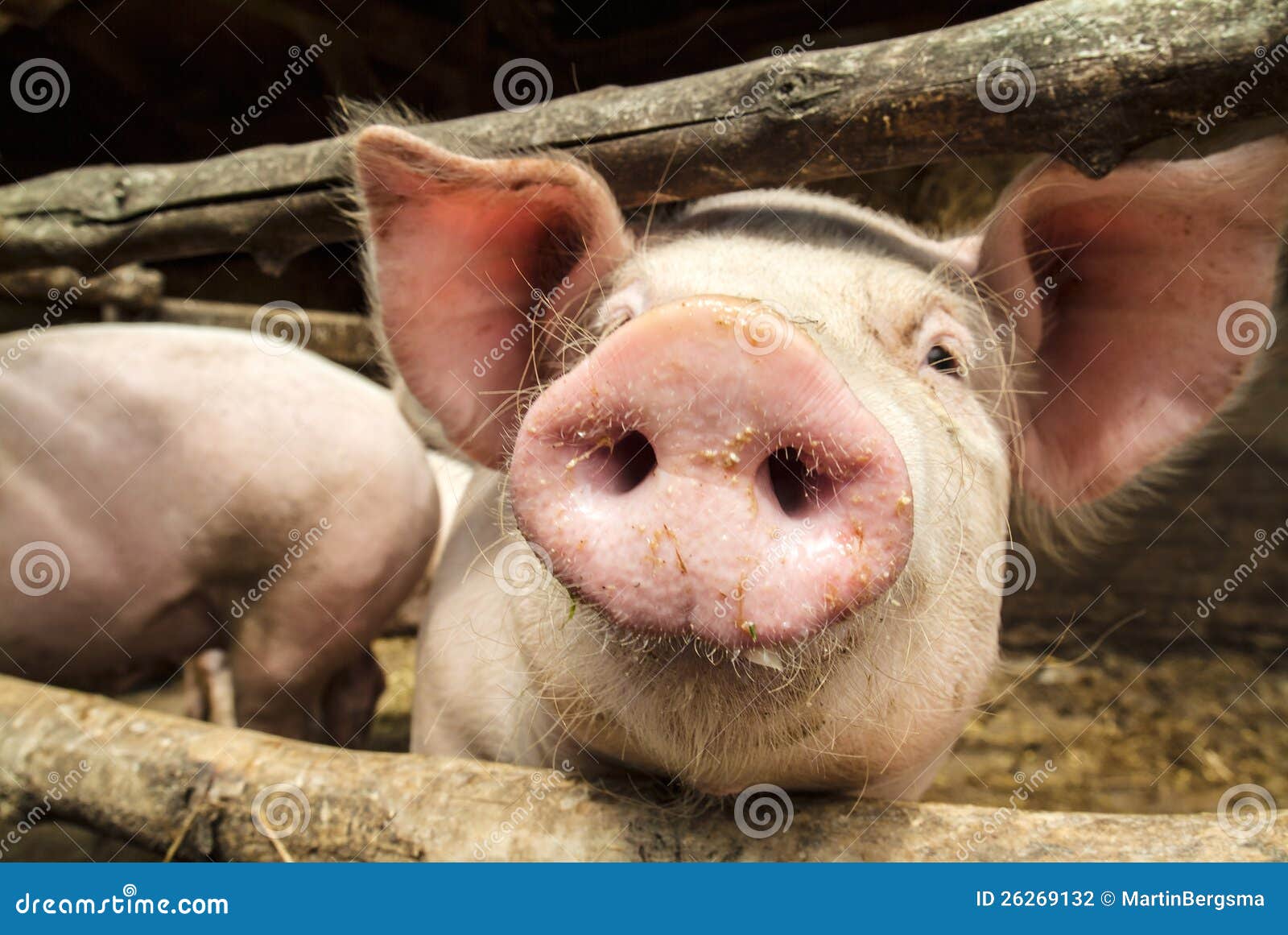 Curious Young Pig in a Wooden Stable Stock Photo - Image of pink, pork ...