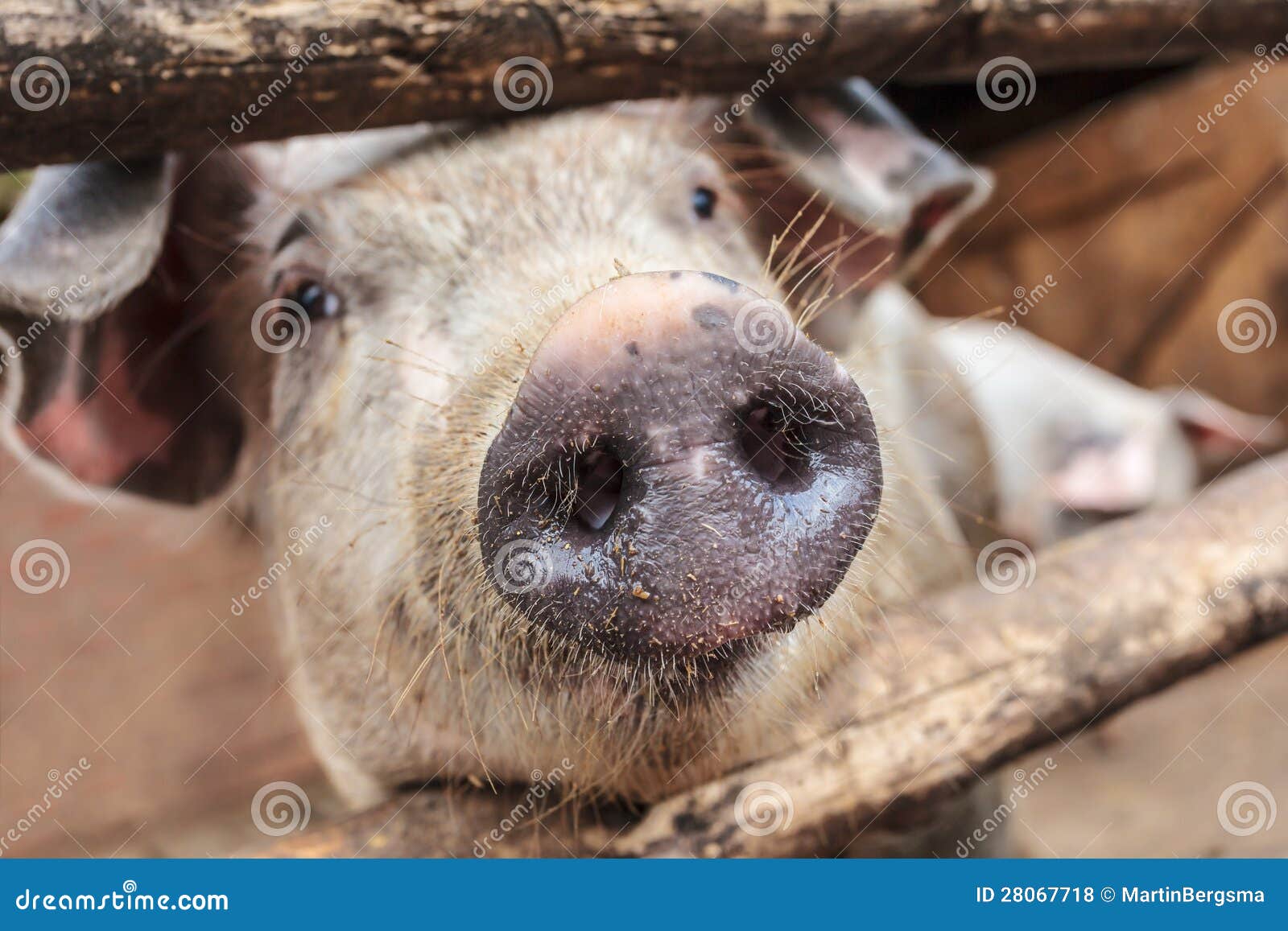 Curious Young Pig in a Wooden Stable Stock Photo - Image of livestock ...