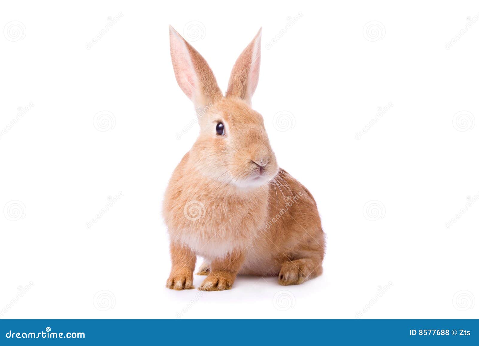 Curious young red rabbit stock photo. Image of brown, friendly - 8577688