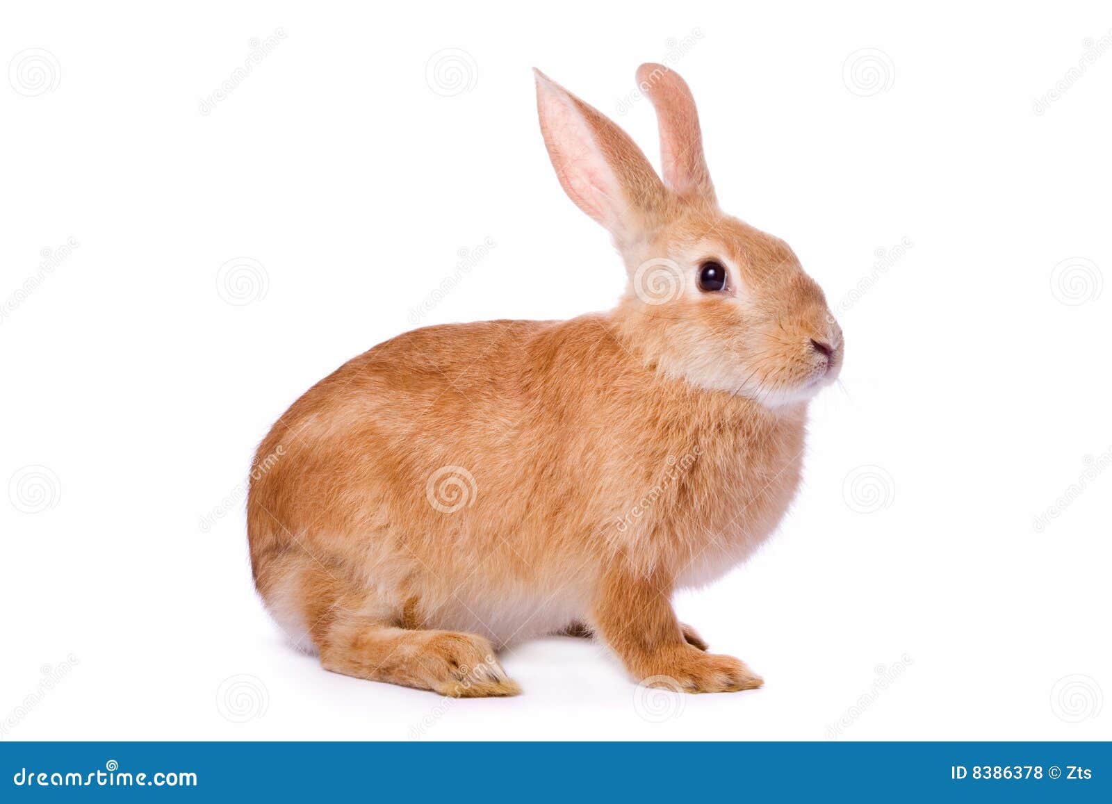 Curious Young Red Rabbit Isolated Stock Photo - Image of isolated ...