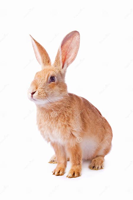 Curious Young Red Rabbit Isolated Stock Photo - Image of bunny, cutout ...