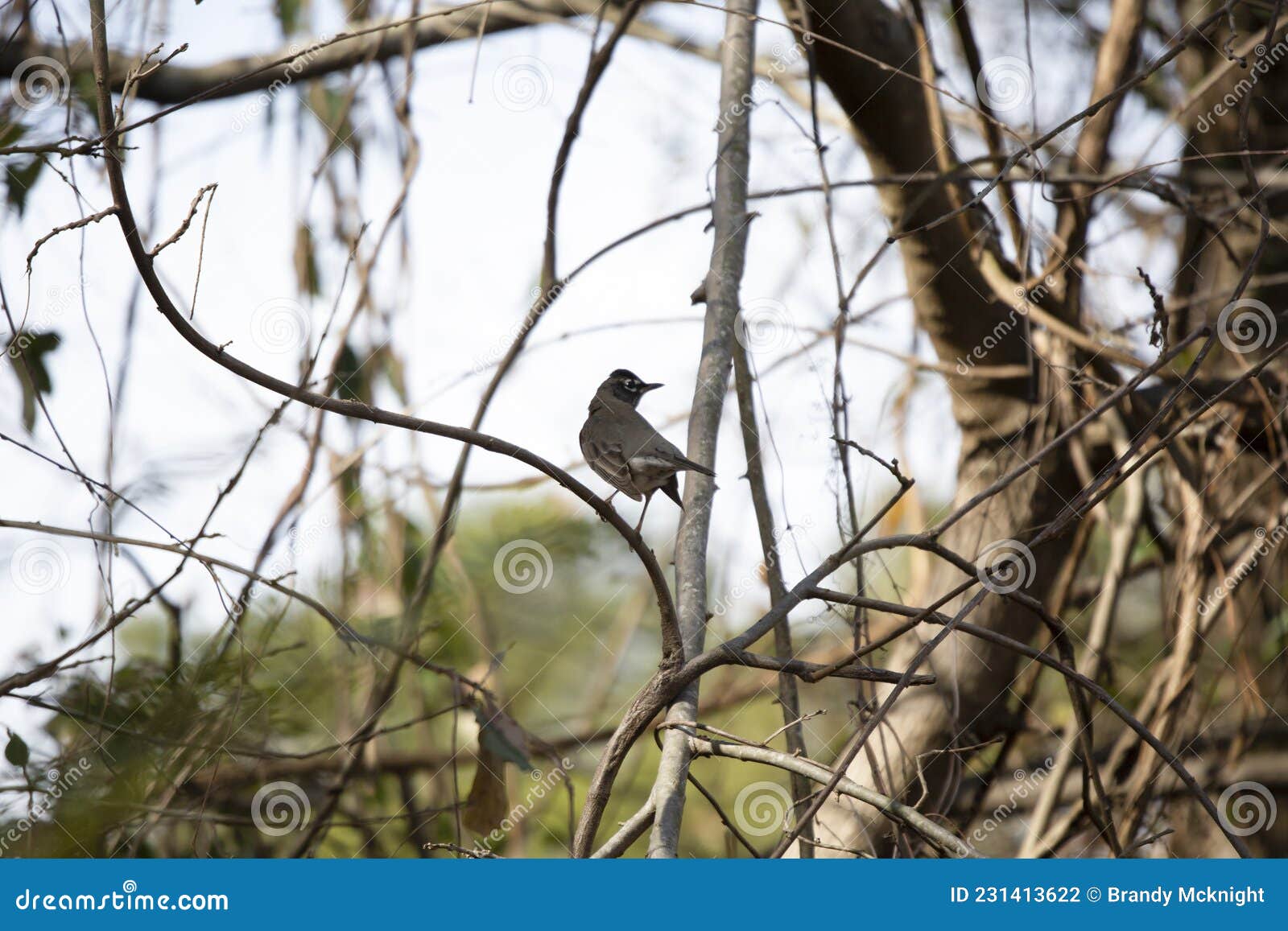 Curious Young Robin stock photo. Image of american, organism - 231413622