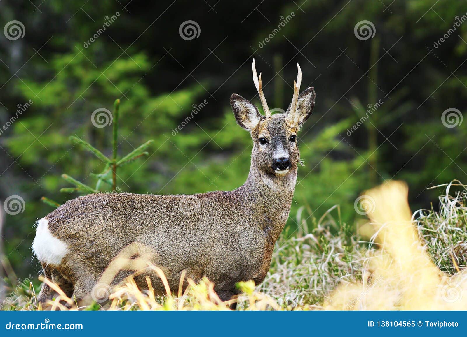 Curious Young Roe Deer Buck Stock Image - Image of meadow, fawn: 138104565