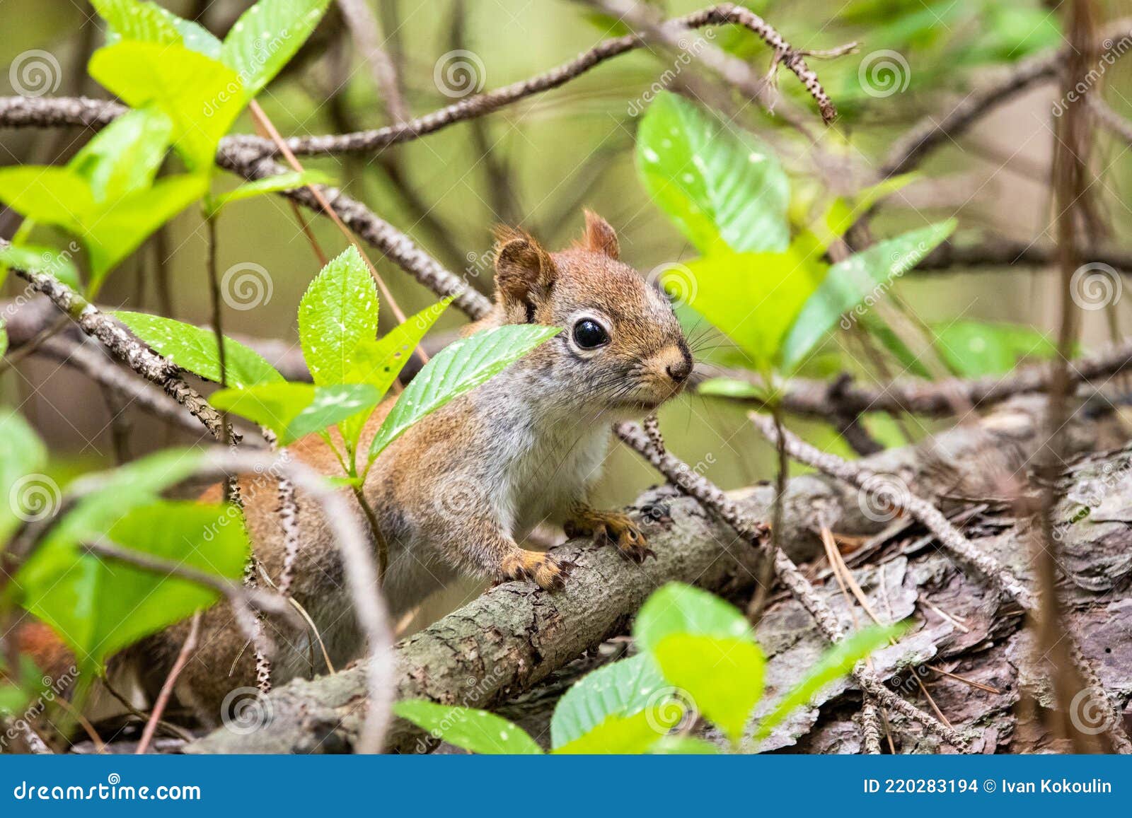 Curious Young Squirrel in the Forest Staring in the Camera Stock Photo ...