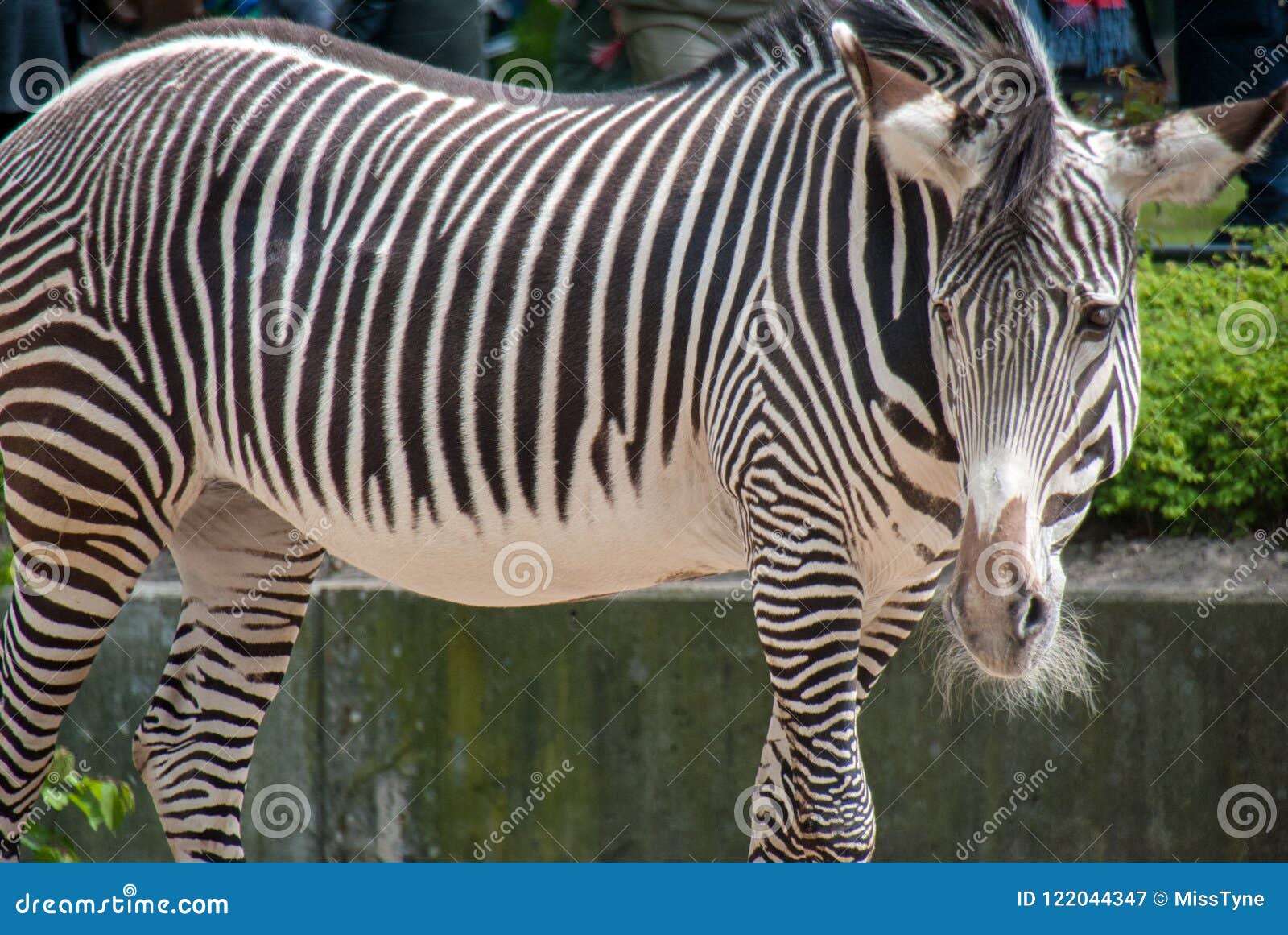 Curious Zebra with Its Typical Black and White Stripes Stock Image ...