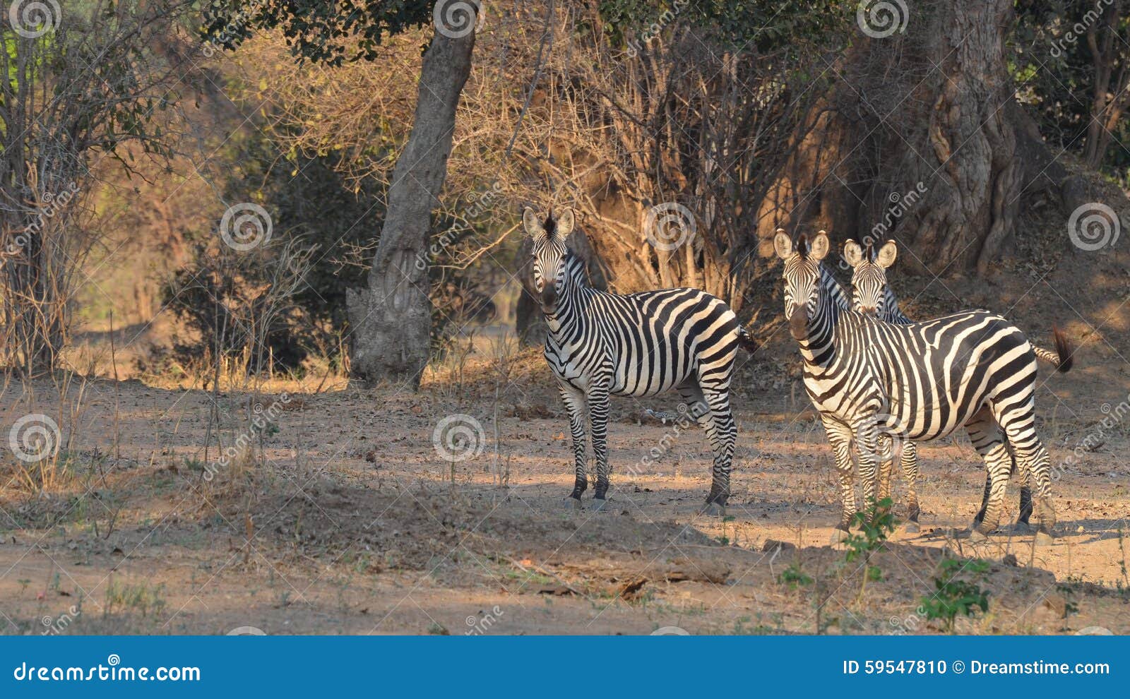 Curious zebras stock photo. Image of checking, savannah - 59547810