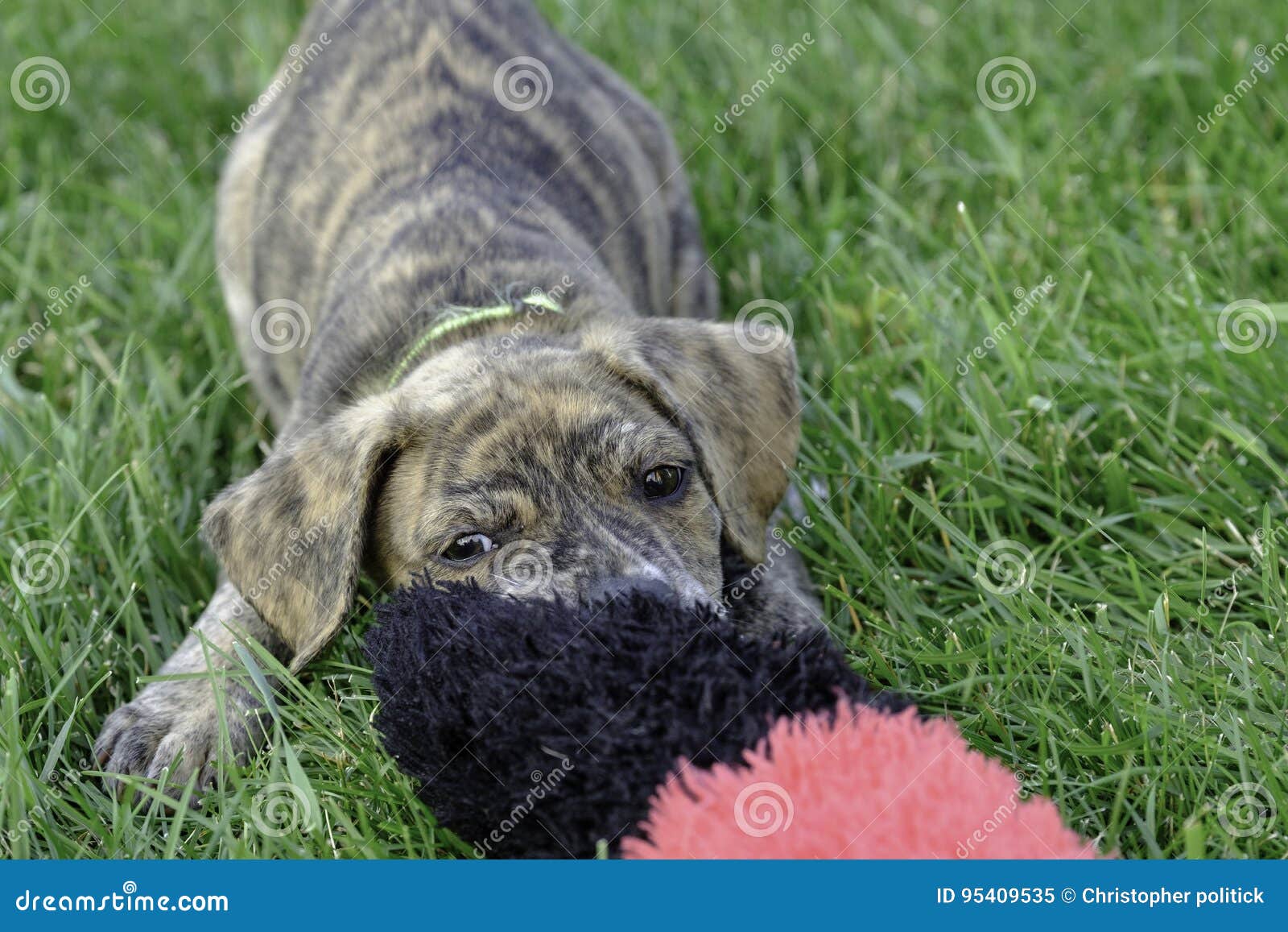 Curiously Cute Mountain Cur Rescue Puppy Stock Image - Image of color ...