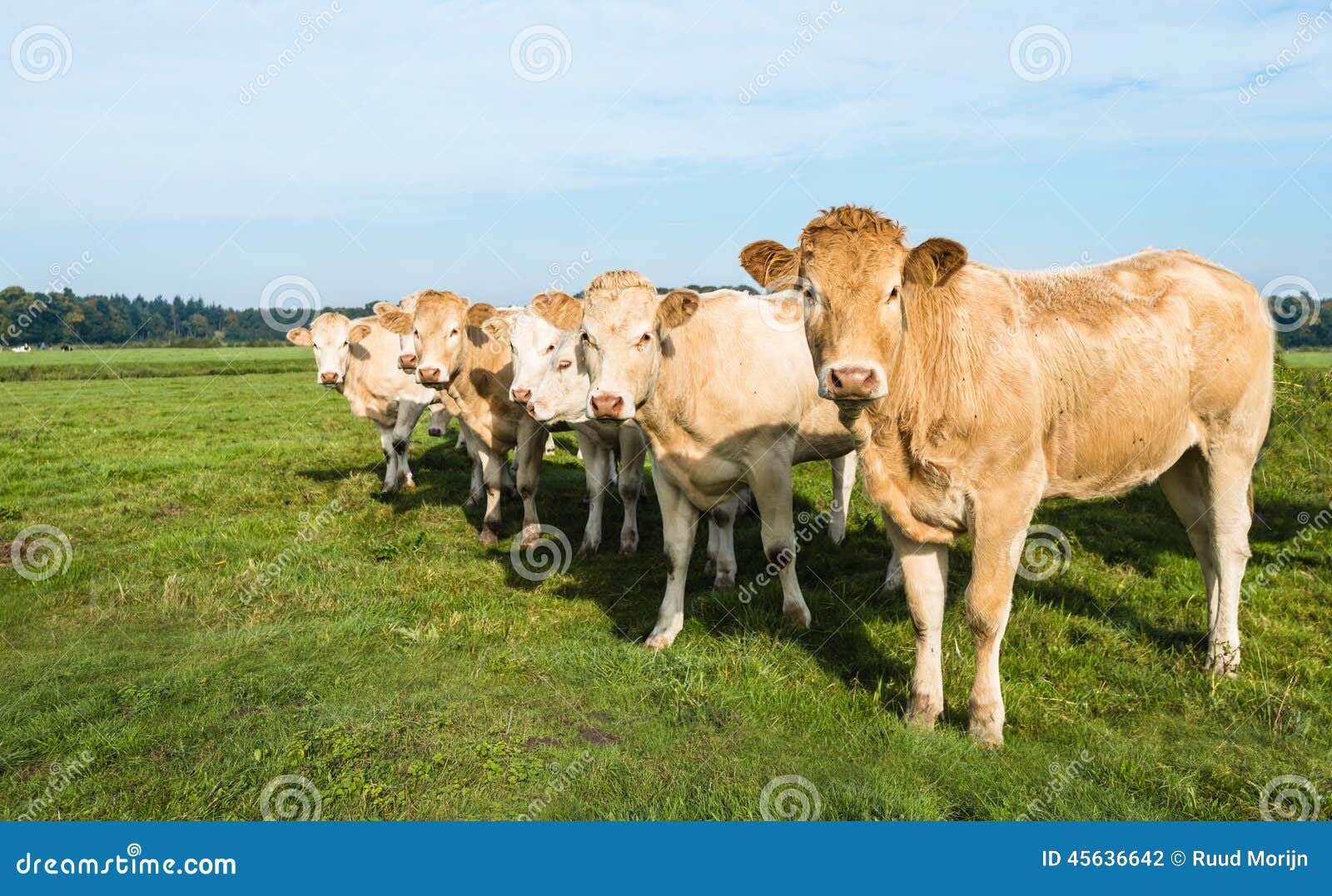 Curiously Looking Cows in a Row Stock Photo - Image of grassland ...
