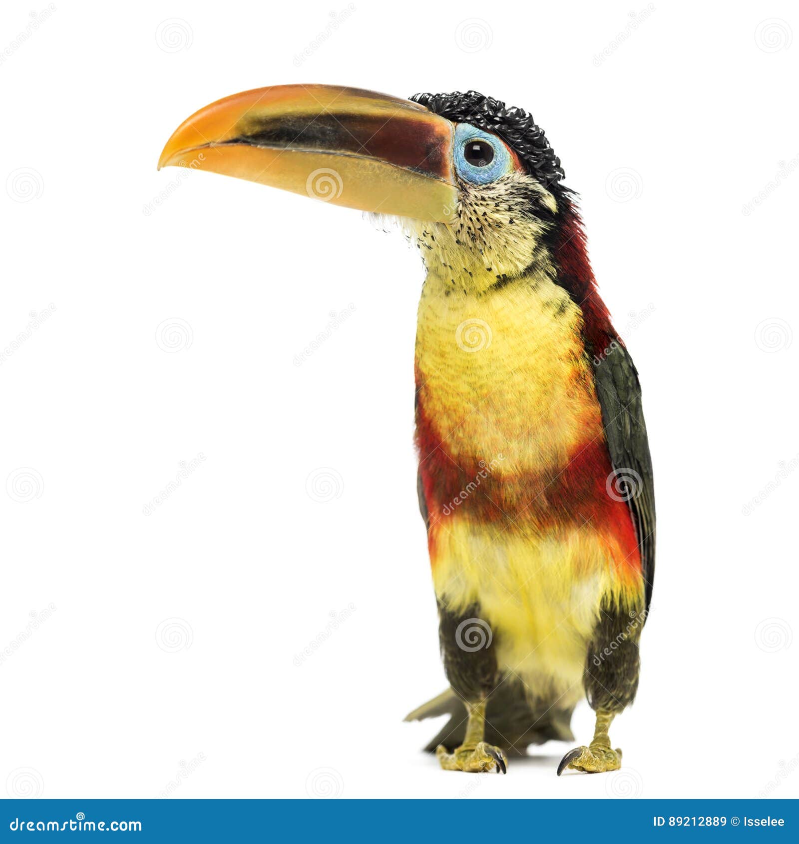 Curl-crested Aracari, Isolated Stock Image - Image of standing ...