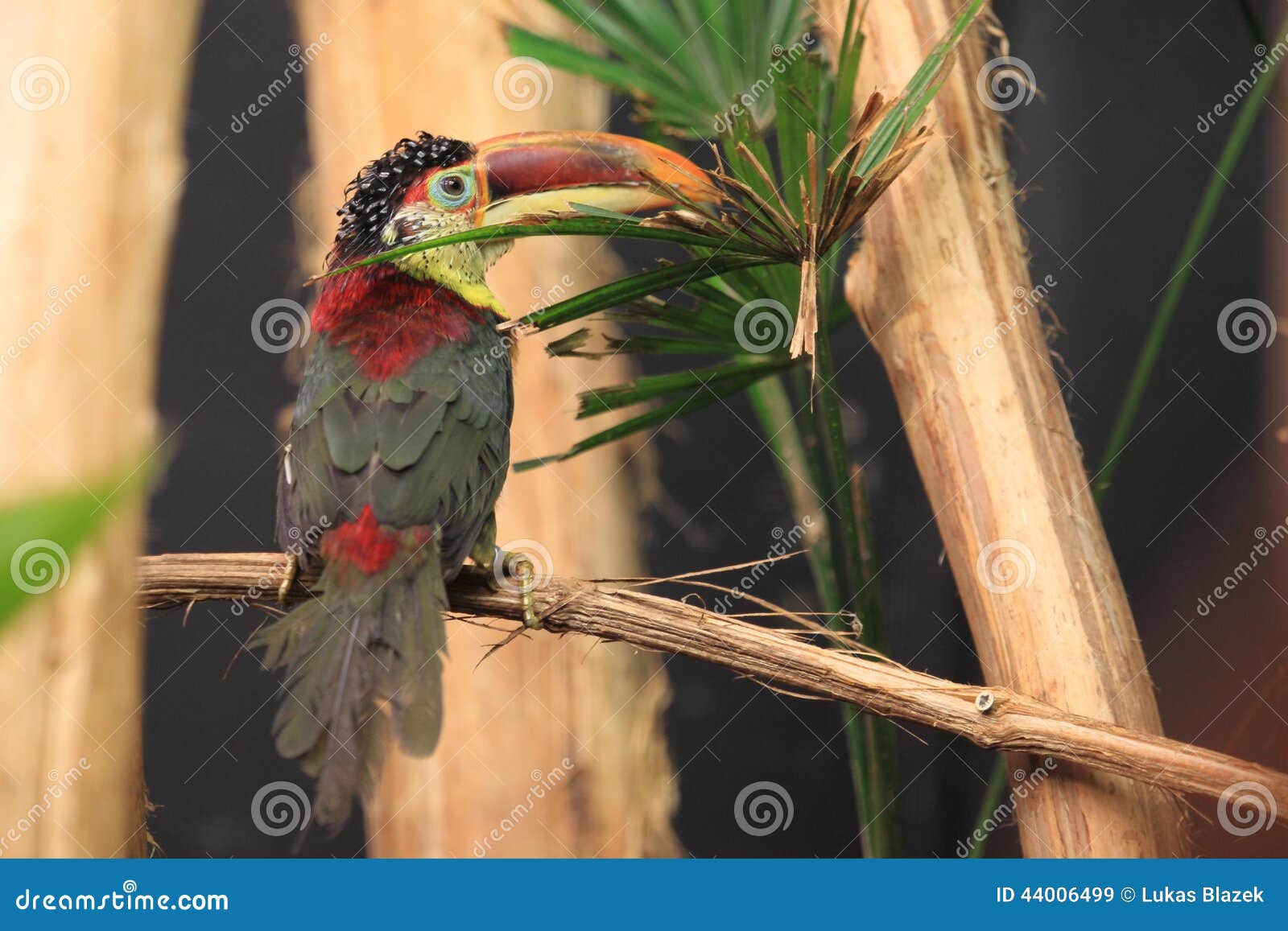 Curl-crested aracari stock image. Image of toucan, adult - 44006499
