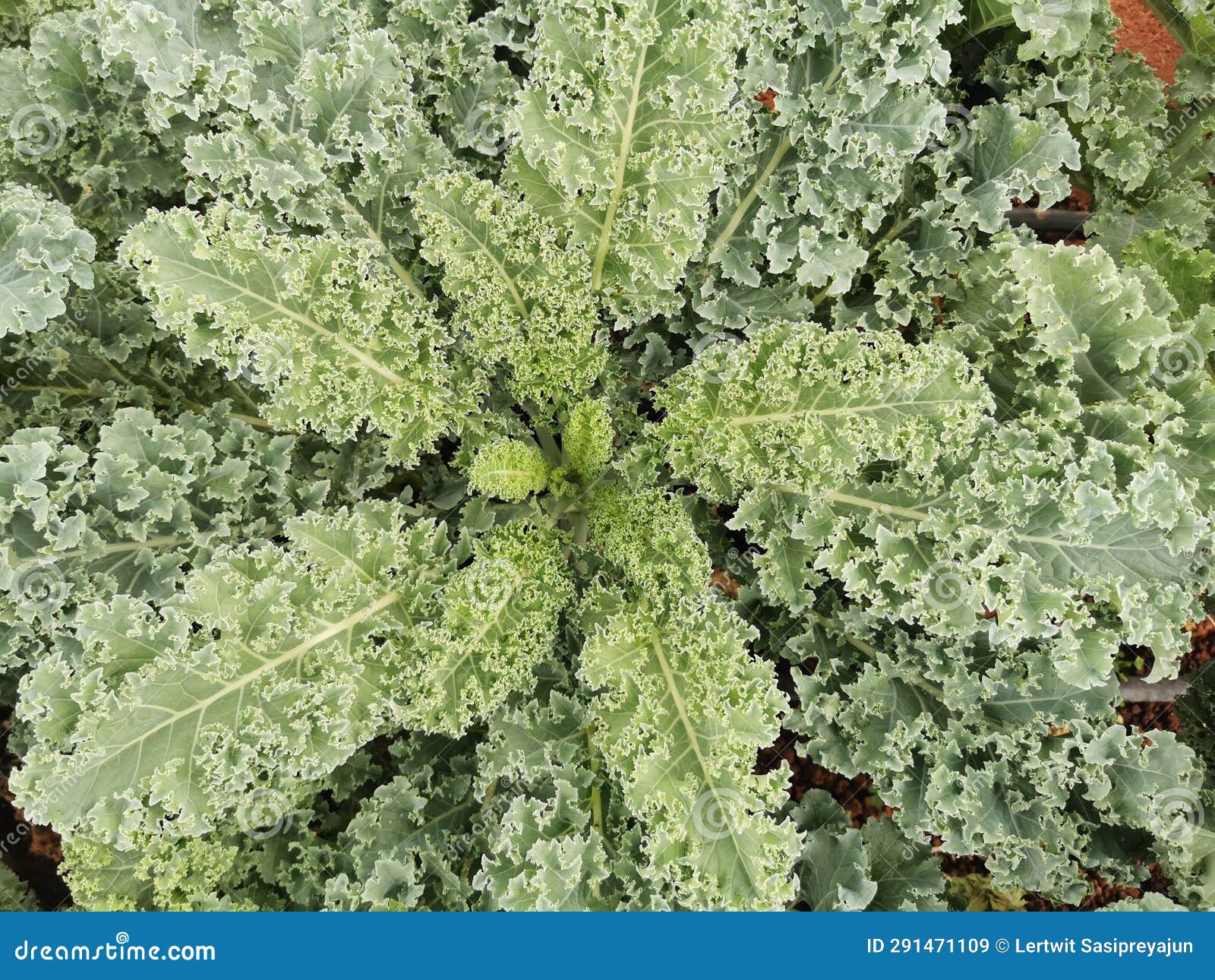 Curl Leaf Kale or Leaf Cabbage, Nutritious Greens Leafy Vegetable Stock ...