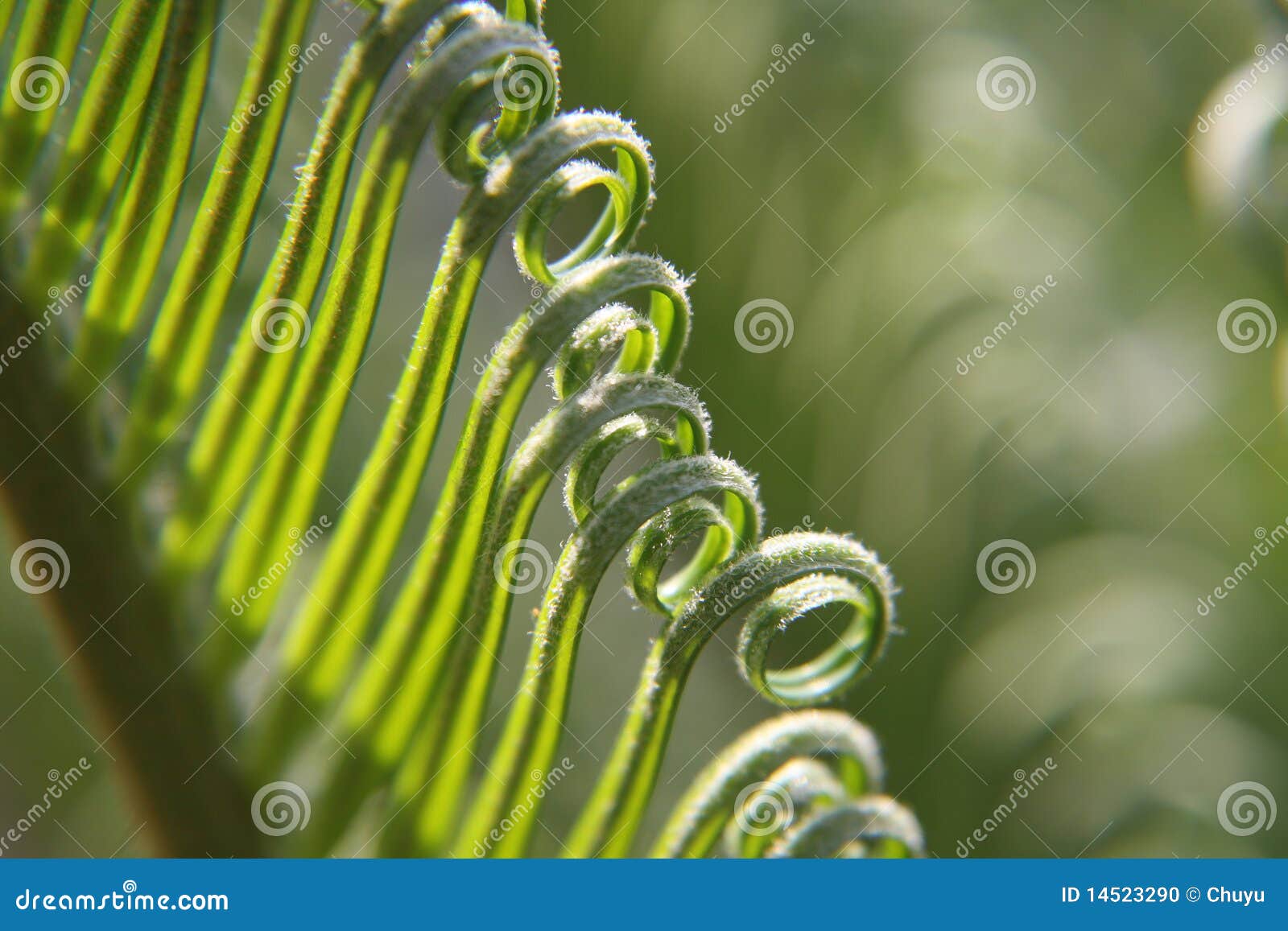 Curl leaves stock photo. Image of growth, roll, budding - 14523290