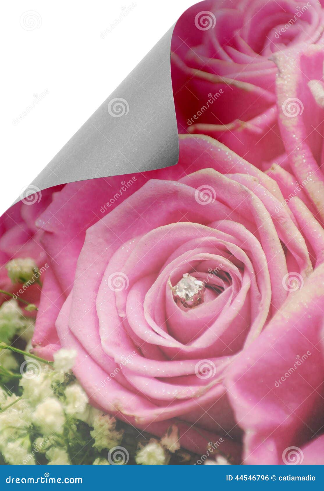 Curl paper with roses stock photo. Image of edge, romantic - 44546796