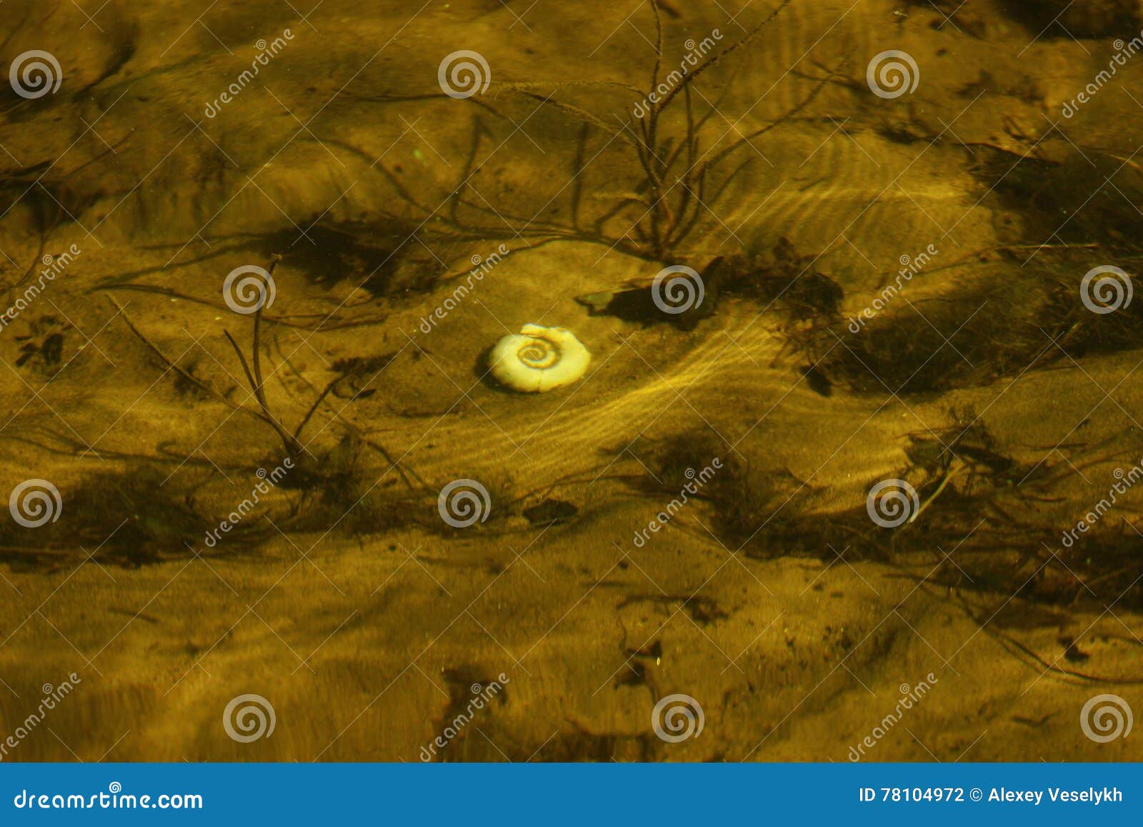 The Curl of a Snail at the Bottom, Under a Layer of Water Stock Photo ...