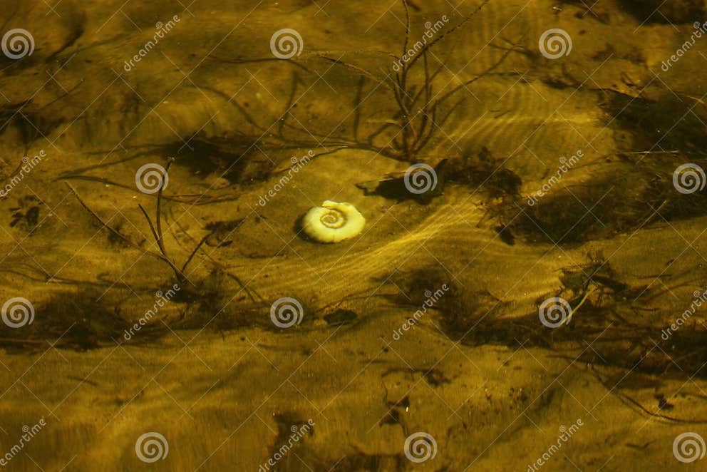 The Curl of a Snail at the Bottom, Under a Layer of Water Stock Photo ...
