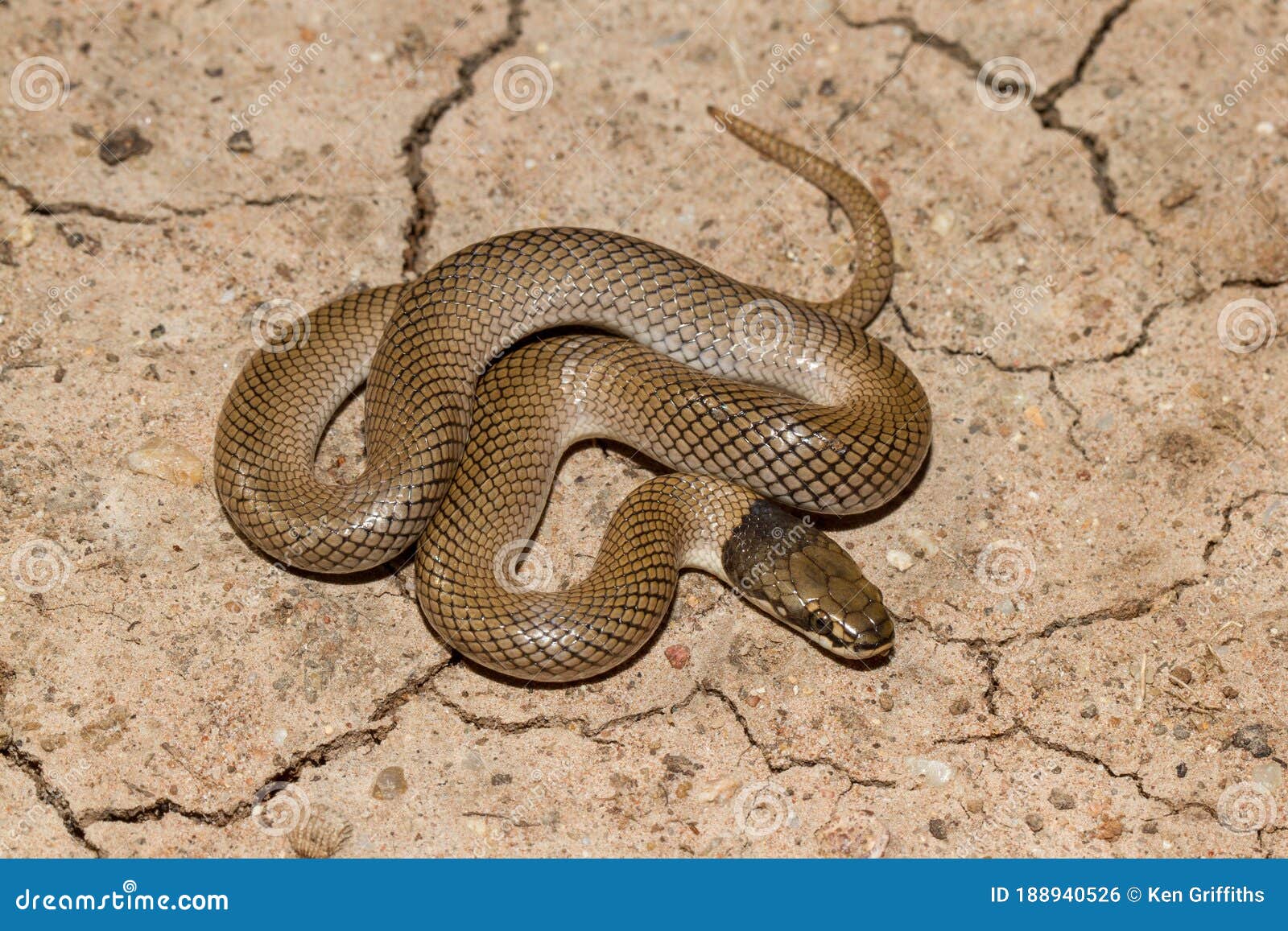 Curlsnake Stock Photos - Free & Royalty-Free Stock Photos from Dreamstime