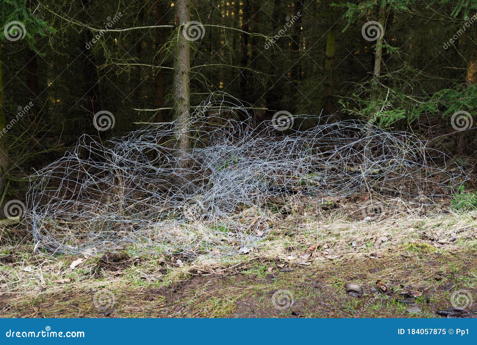 Curled Barbed Wire in Forest Trees Stock Image - Image of nature, curle ...