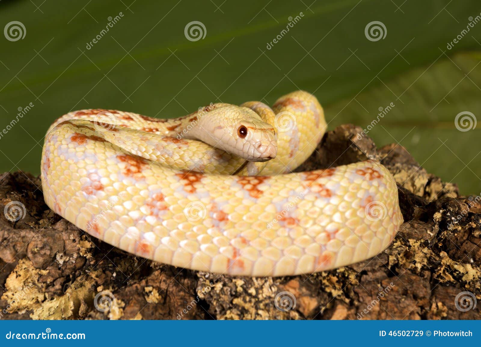 Curled bullsnake stock image. Image of bull, closeup - 46502729
