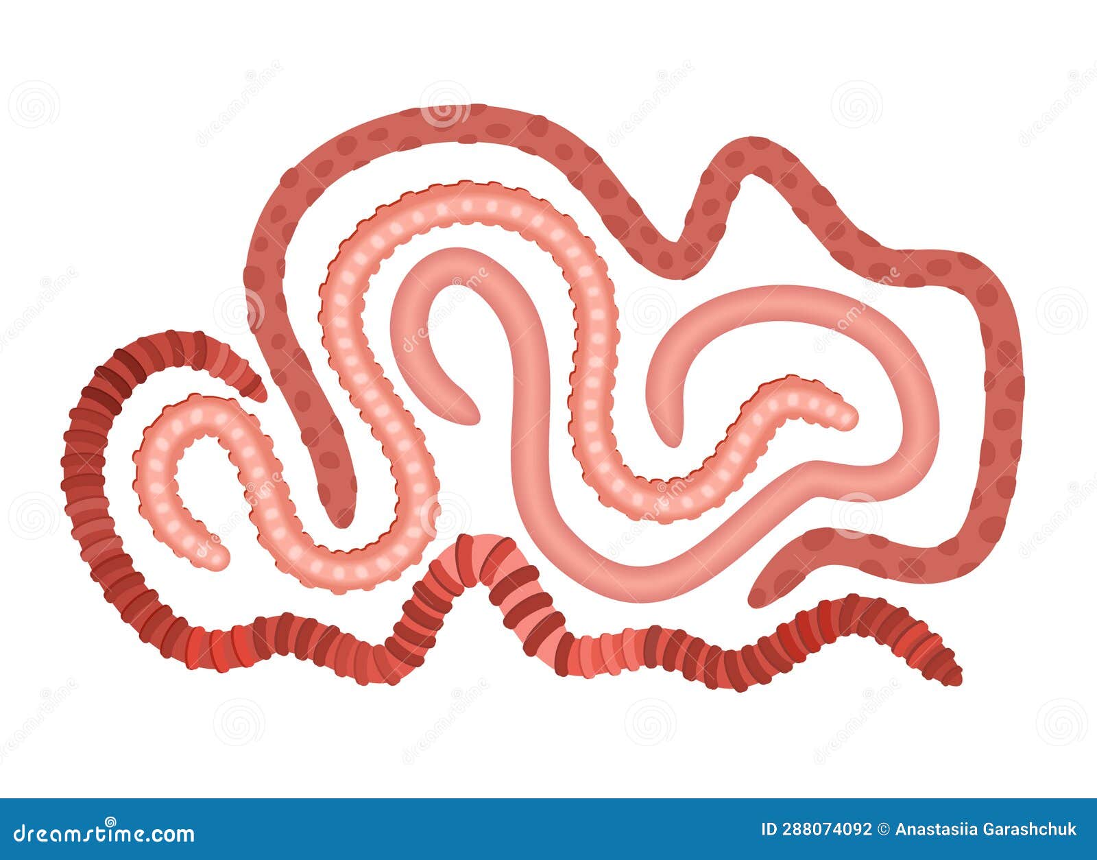 Curled Earthworms Set. Terrestrial Annelids Worms. Invertebrate ...