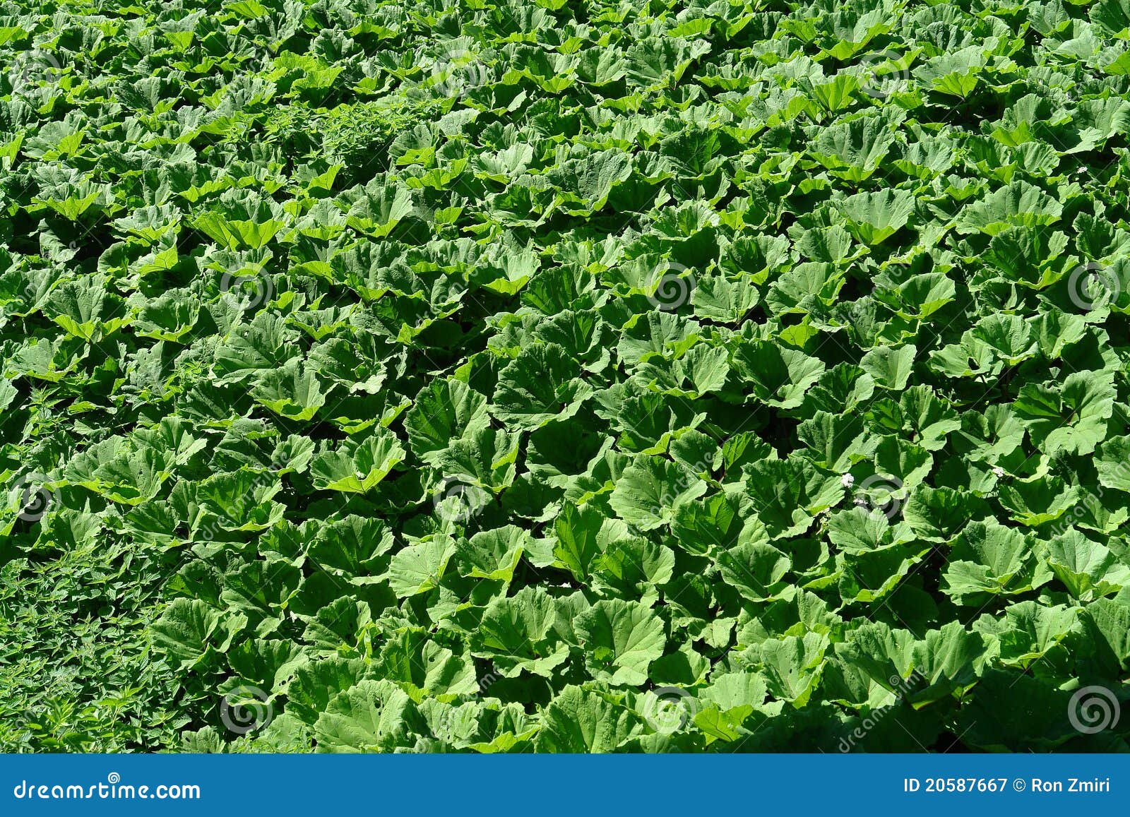Curled Dock Rumex Crispus Sorrel Stock Image - Image of herb, grass ...