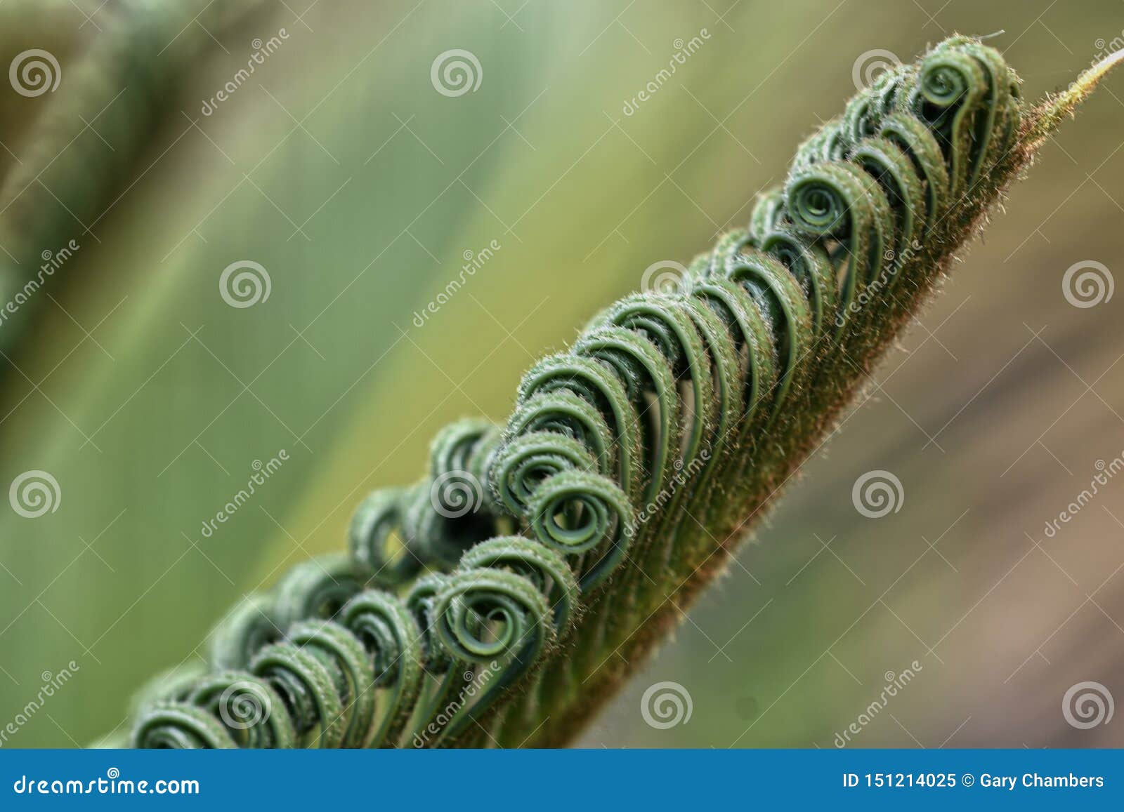 The curled fern leaf stock image. Image of curls, uncurl - 151214025