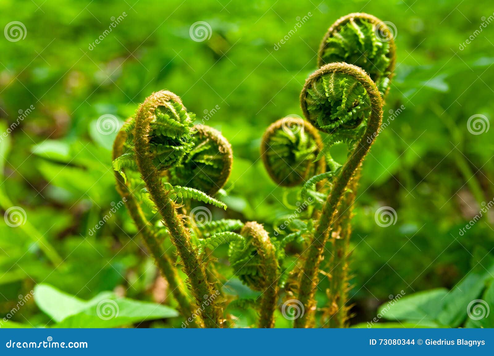 Curled Frond of Fern in Spring Stock Photo - Image of nature, extreme ...