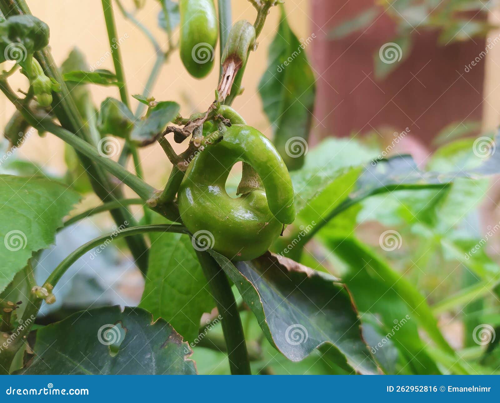 Curled Green Pepper on the Tree Stock Photo - Image of leaf, fruit ...