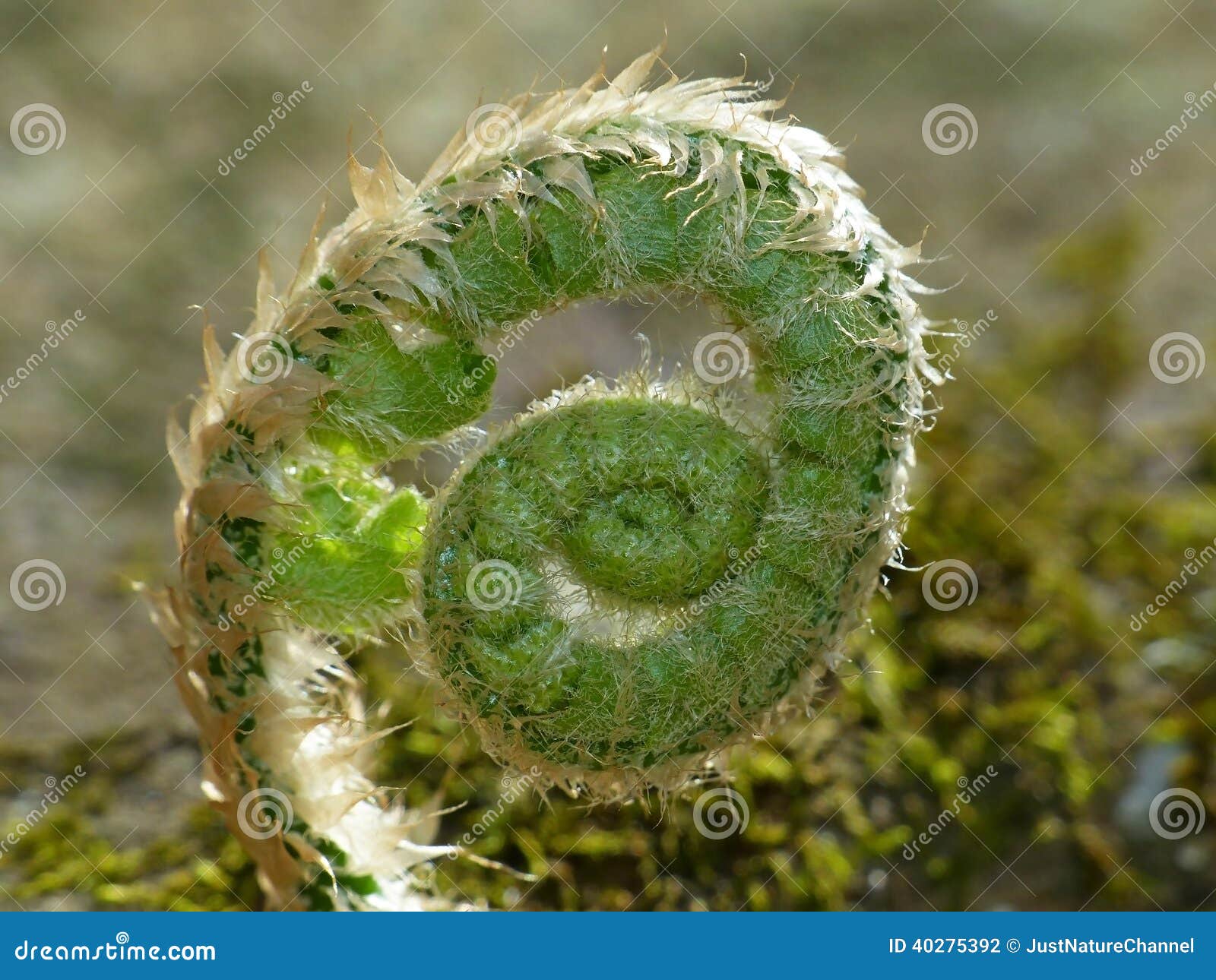Curled Green Plant stock photo. Image of closeup, curled - 40275392
