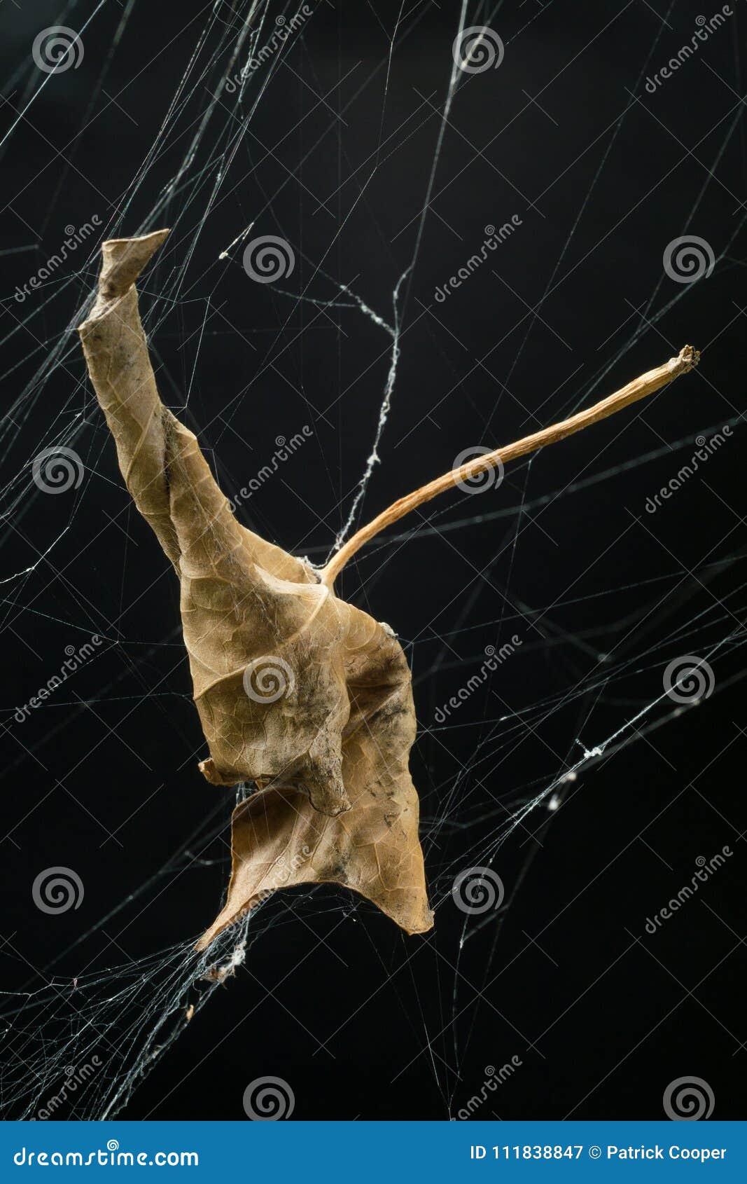 Curled Leaf Against Black Background Stock Image - Image of silk ...