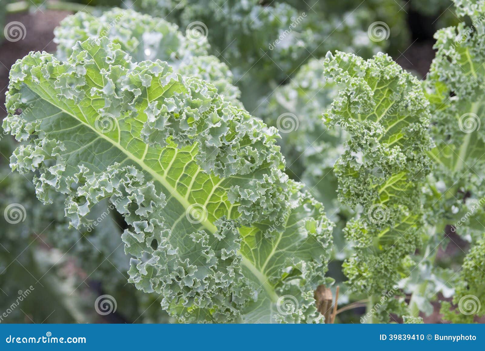 Curled leaf kale stock photo. Image of garden, fresh - 39839410
