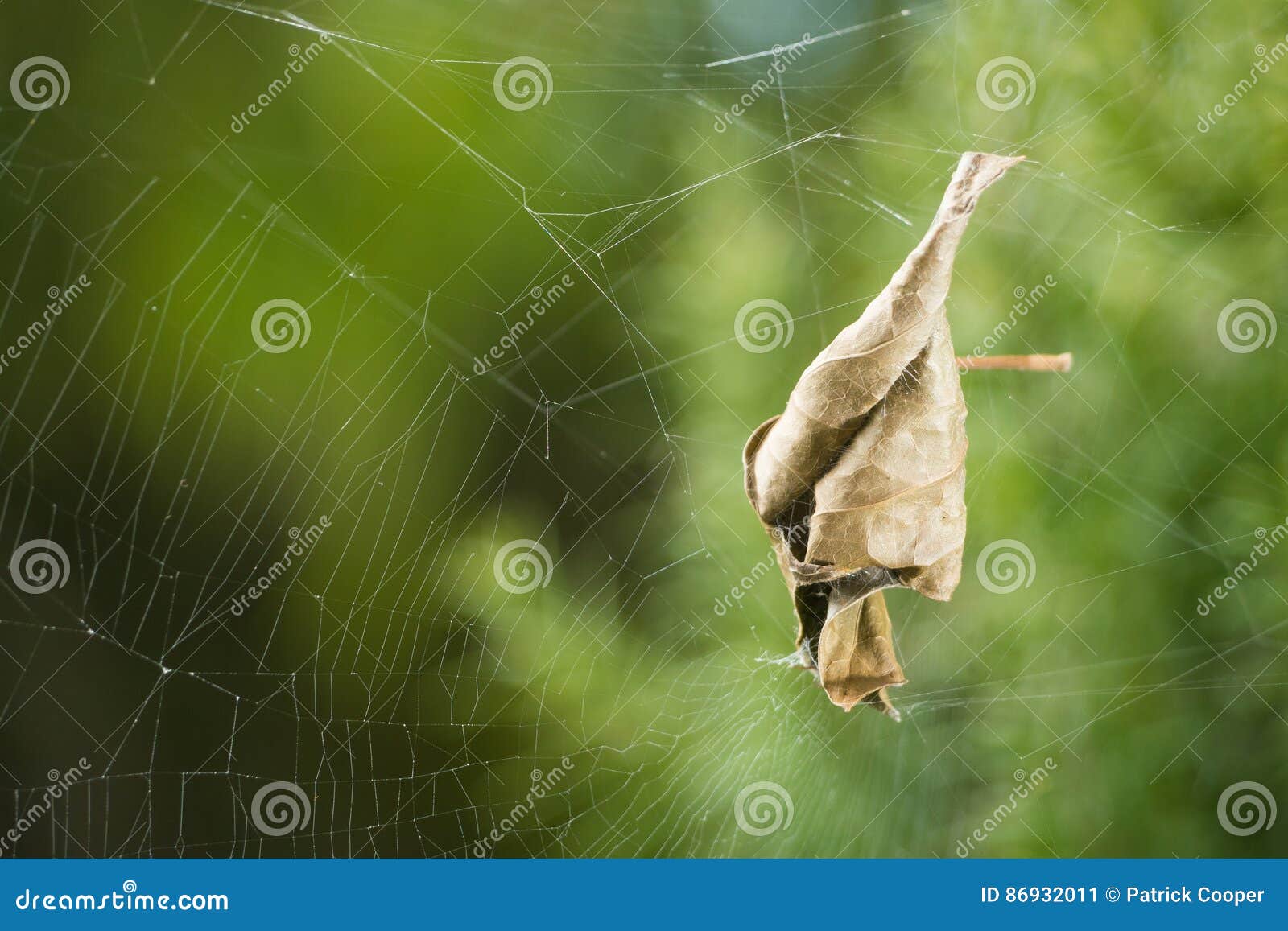 Curled leaf in spider web stock image. Image of arachnid - 86932011