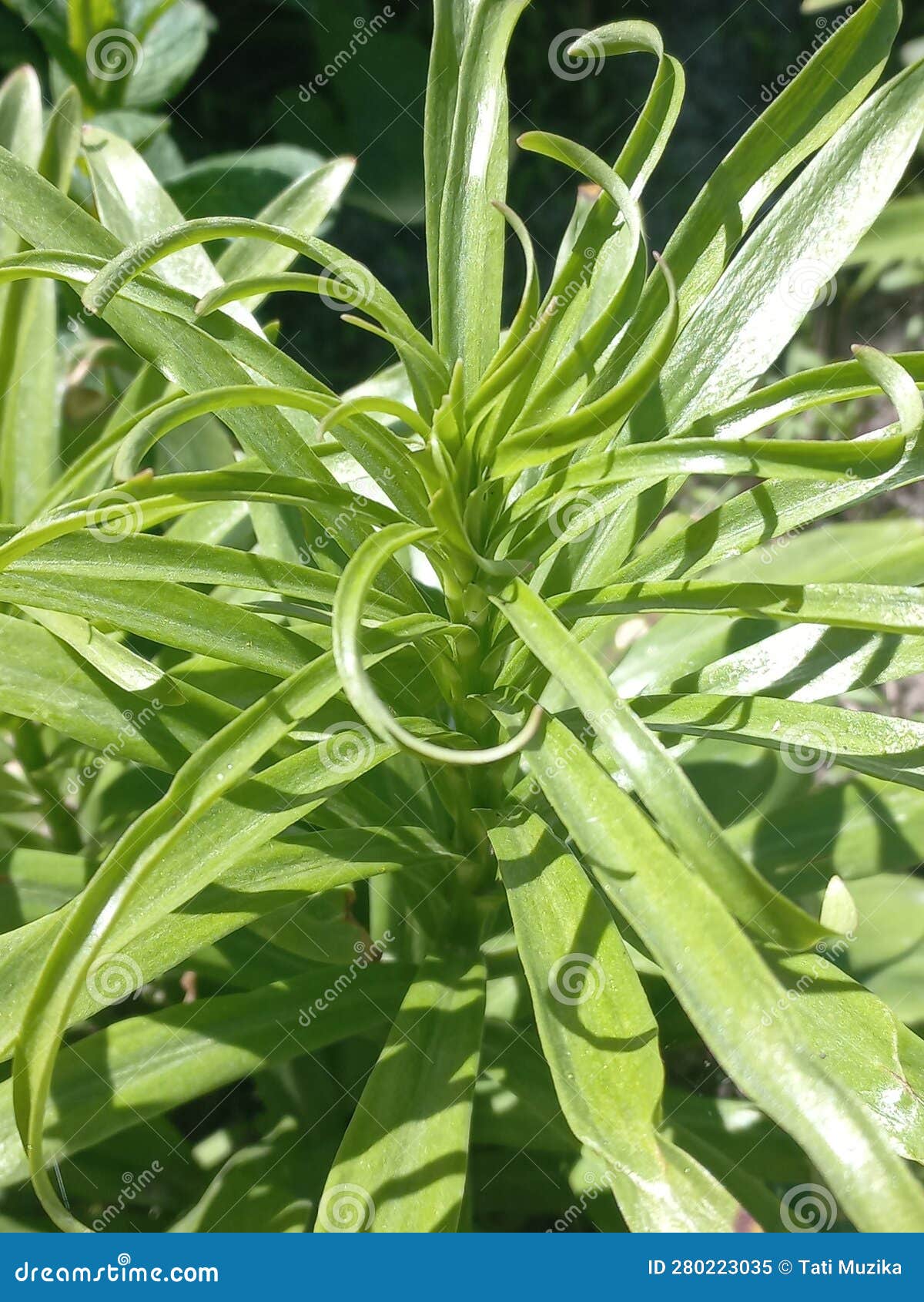 Curled leaves, lily stock image. Image of branch, plant - 280223035