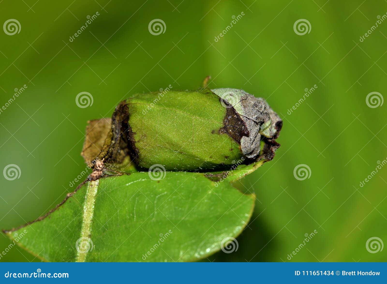 A Curled Nidus Cocoon from a Weevil. Stock Photo - Image of leaf ...