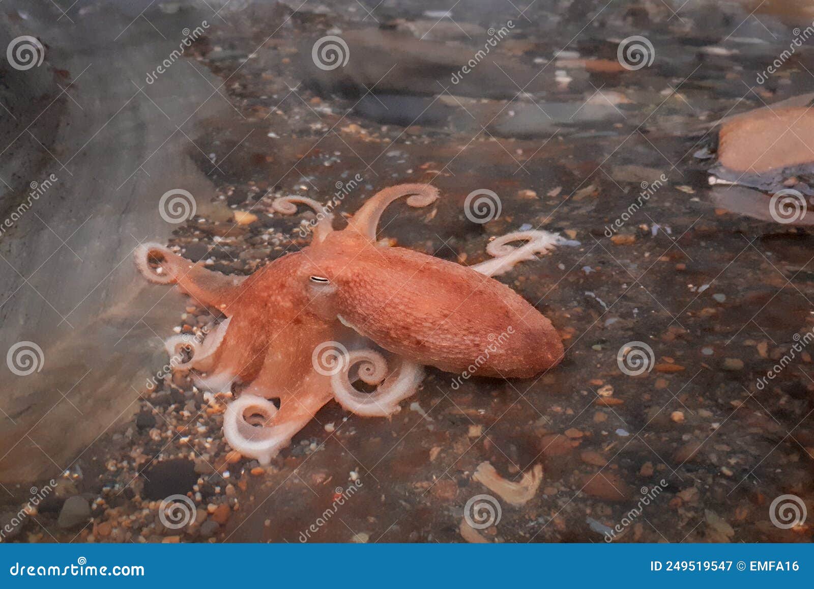 Curled Octopus in a Rock Pool, Wicklow, Ireland Stock Image - Image of ...