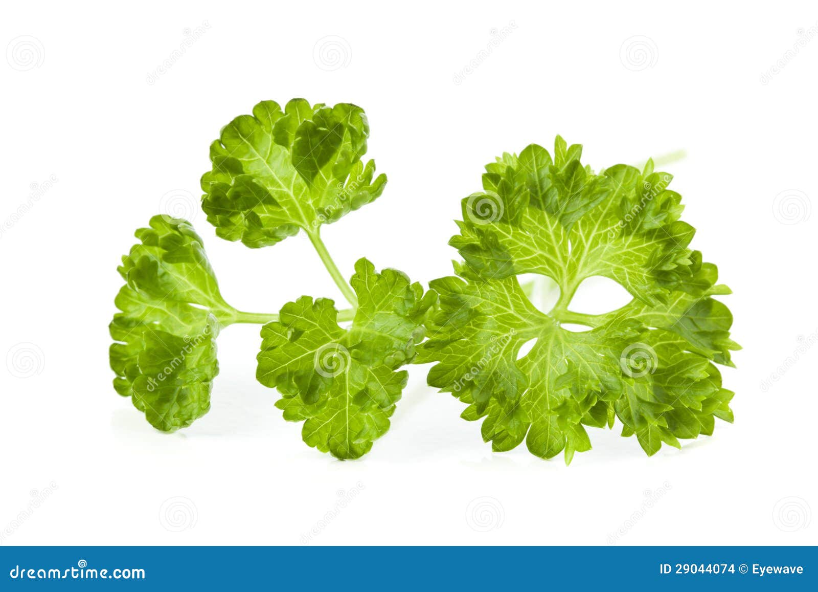 Curled Parsley Sprigs On White Background Stock Photo - Image of spice ...