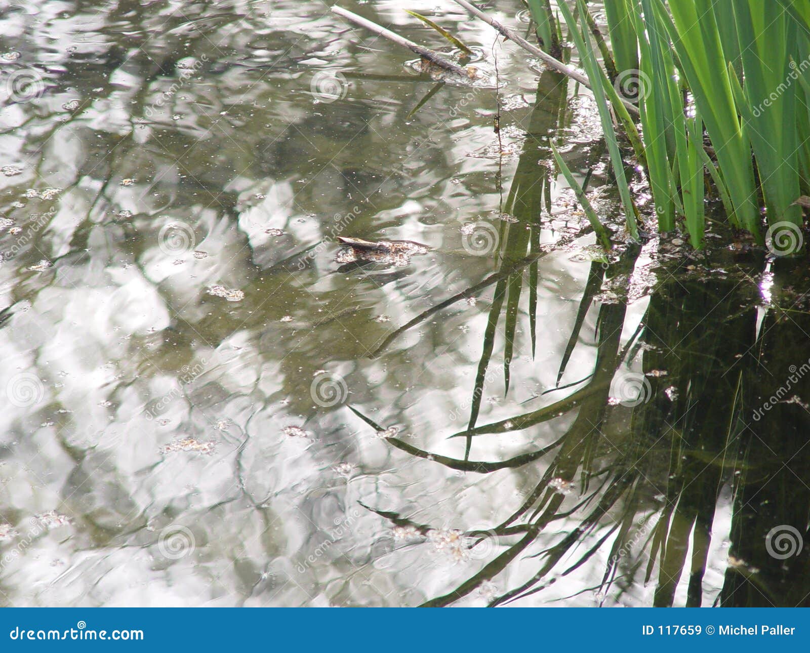 Curled Reeds in Pond stock image. Image of evening, water - 117659