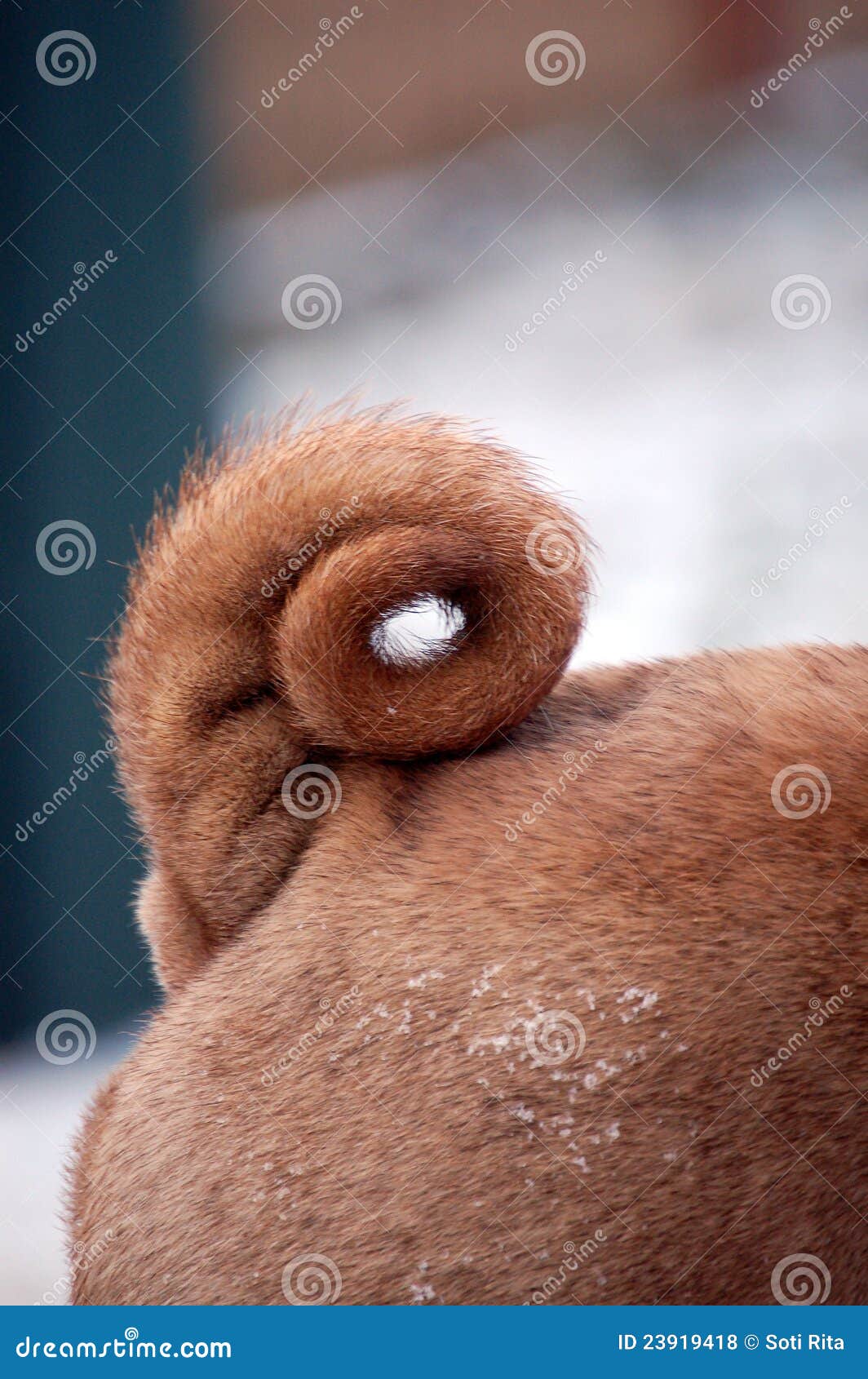 Curled sharpei tail stock photo. Image of pedigree, chocolate - 23919418