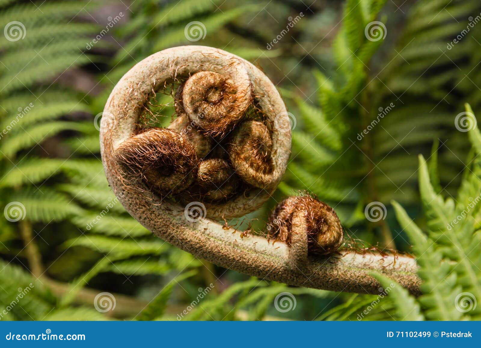 Curled silver fern frond stock image. Image of spiral - 71102499