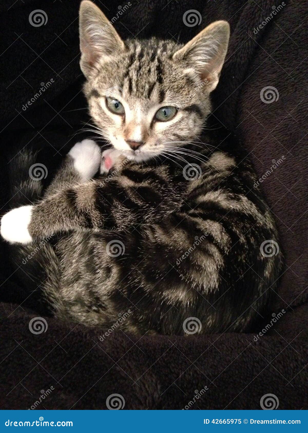 Curled up cat stock image. Image of eyes, ball, adorable - 42665975