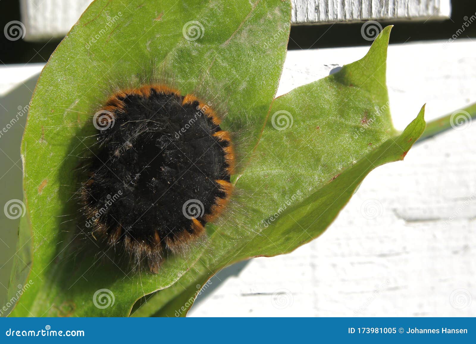 The Fox Moth Macrothylacia Rubi Isolated On White Royalty-Free Stock ...