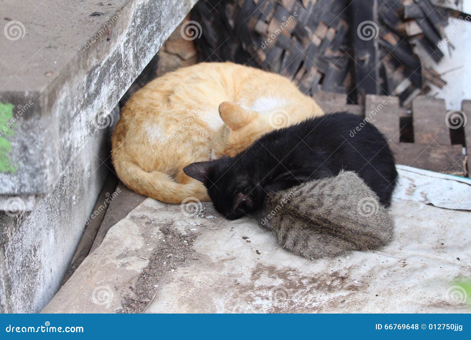 Curled up cats stock photo. Image of sleeping, curled - 66769648
