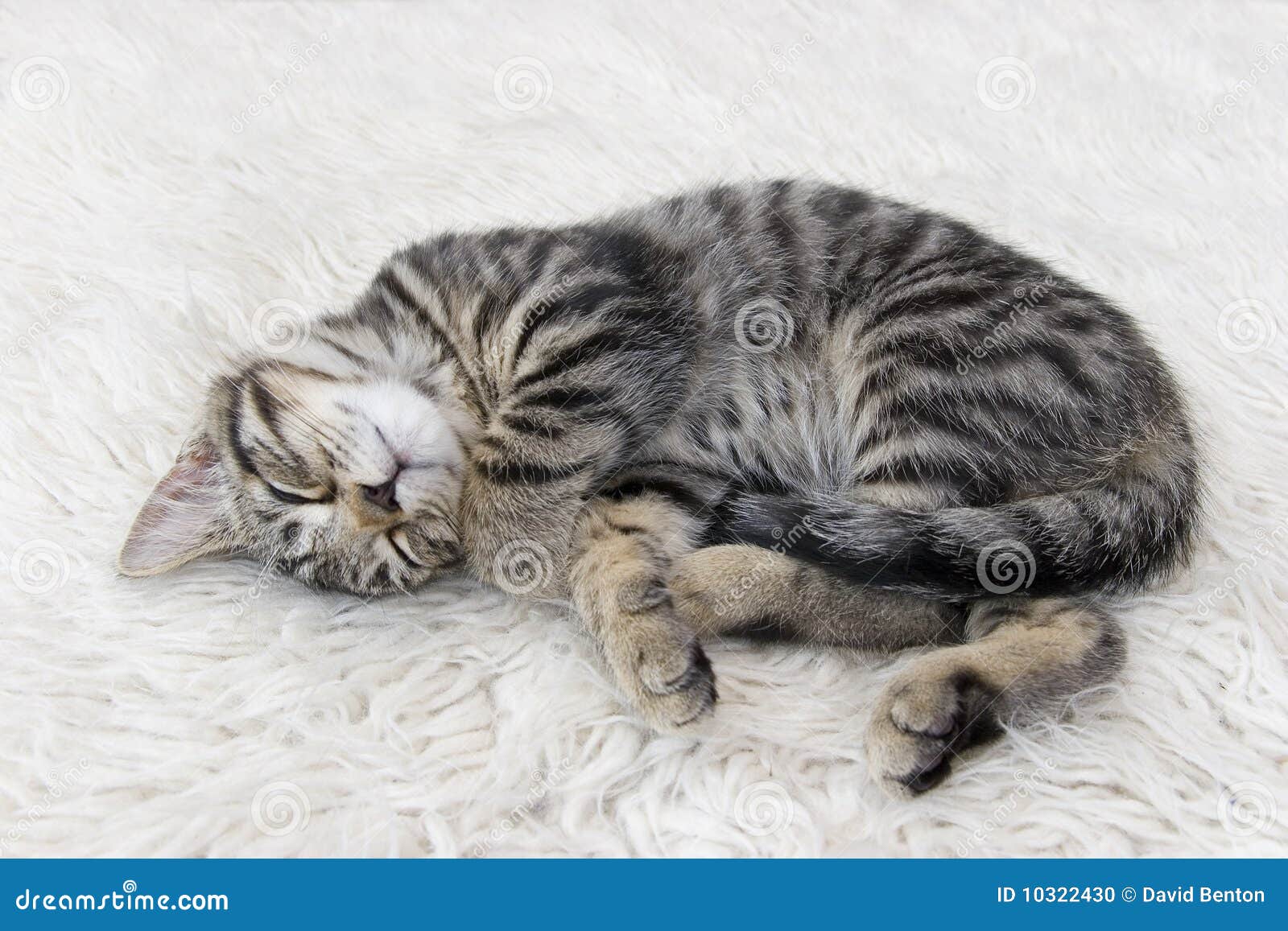 Curled up kitten stock photo. Image of kitten, asleep - 10322430