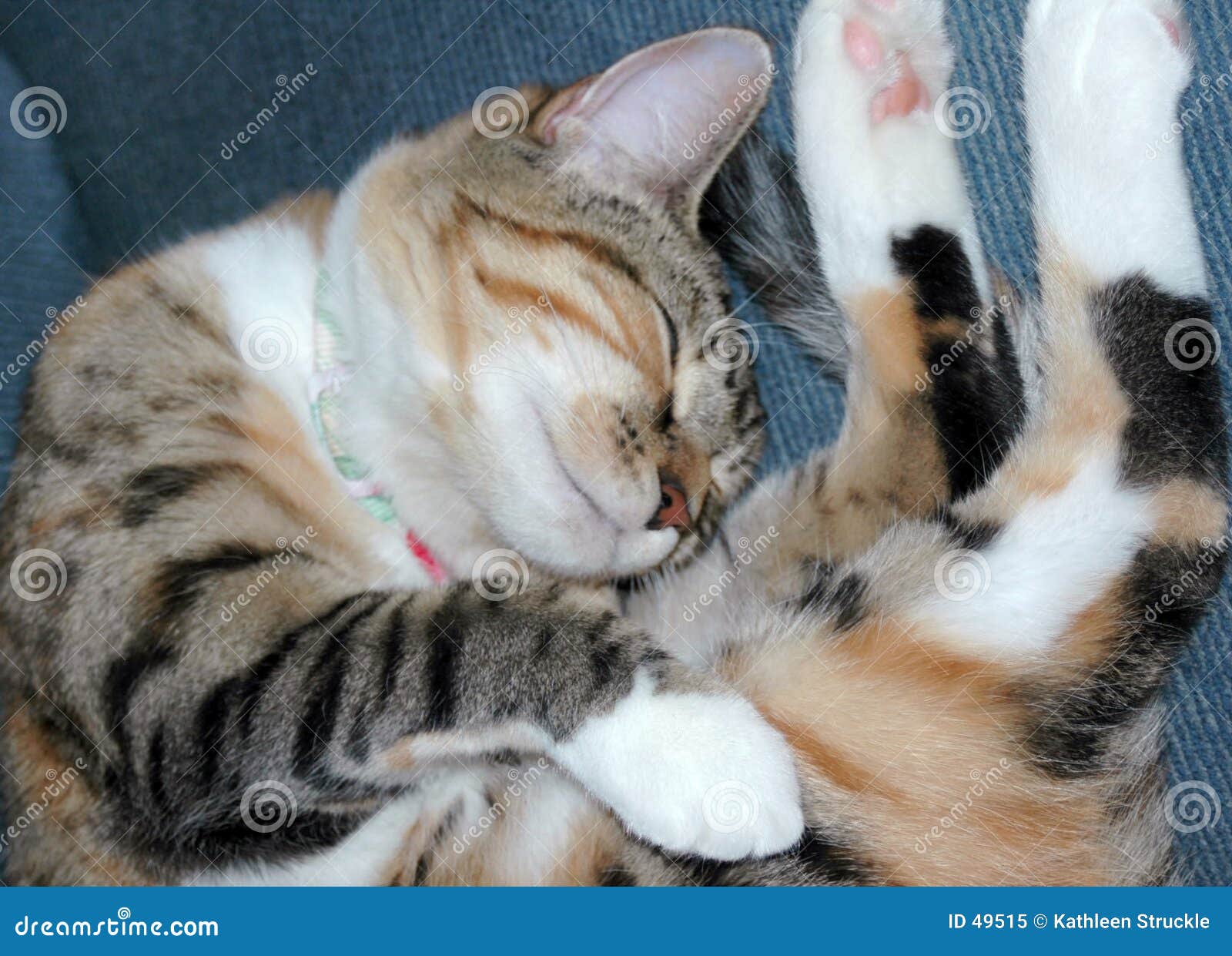 Curled Up Kitten stock image. Image of kitten, love, concept - 49515