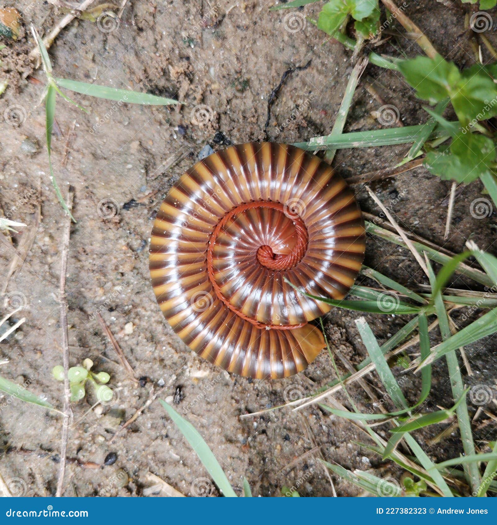 A Curled Up Millipede on the Ground Stock Image - Image of coral ...