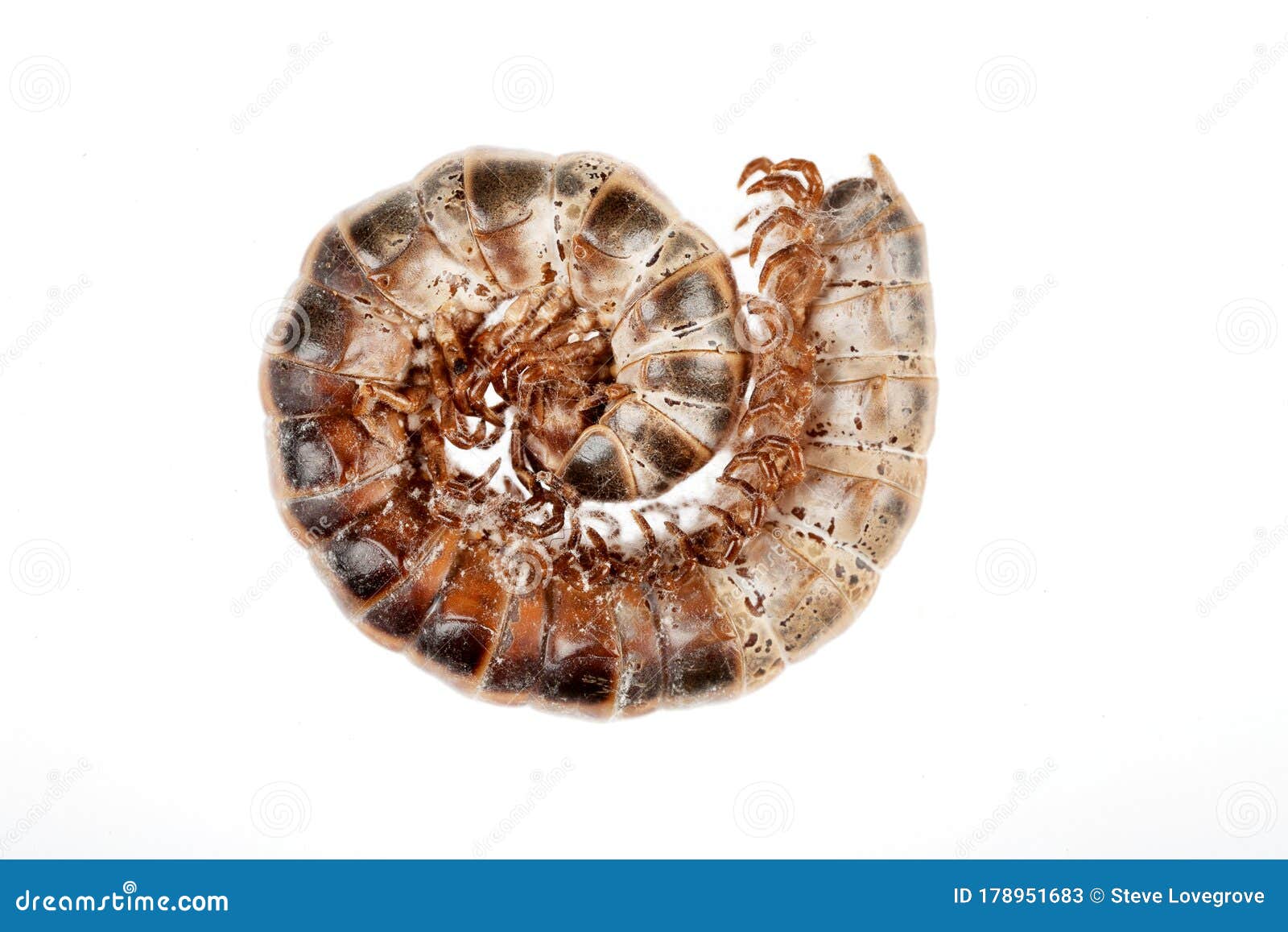 Curled up Millipede Insect stock image. Image of appendages - 178951683